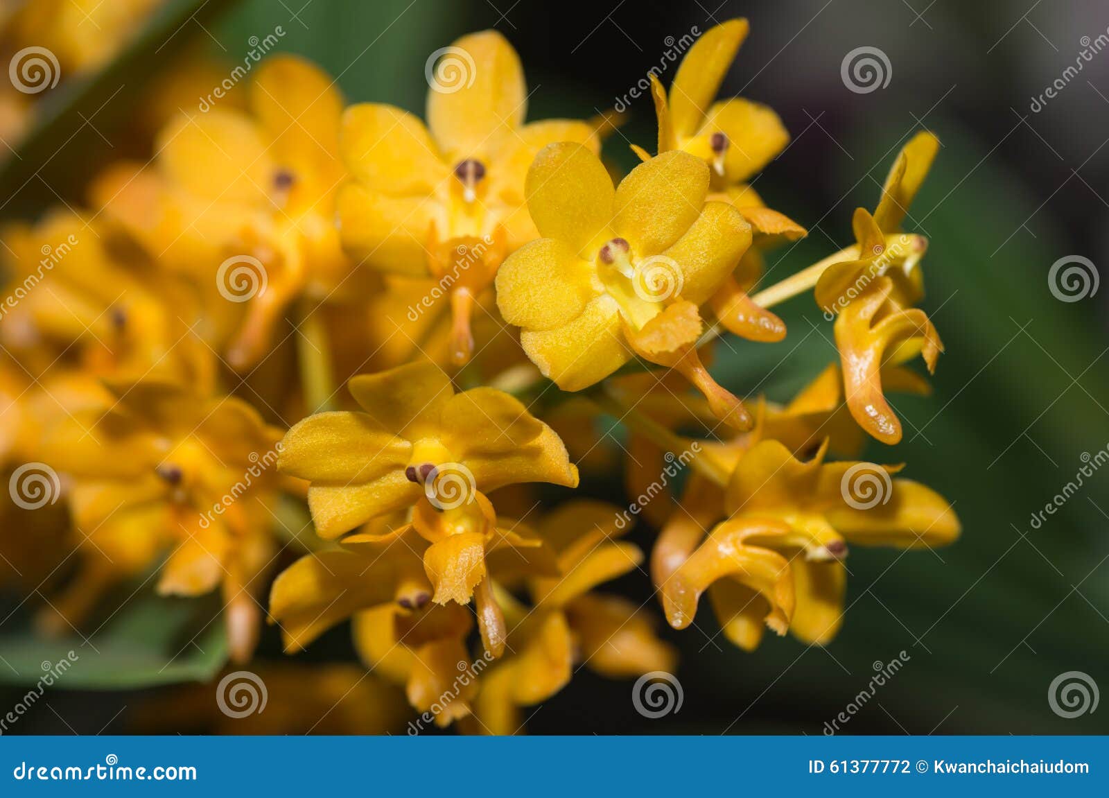 Hybrid Yellow Dendrobium Orchid Flower Stock Photo - Image of nature ...