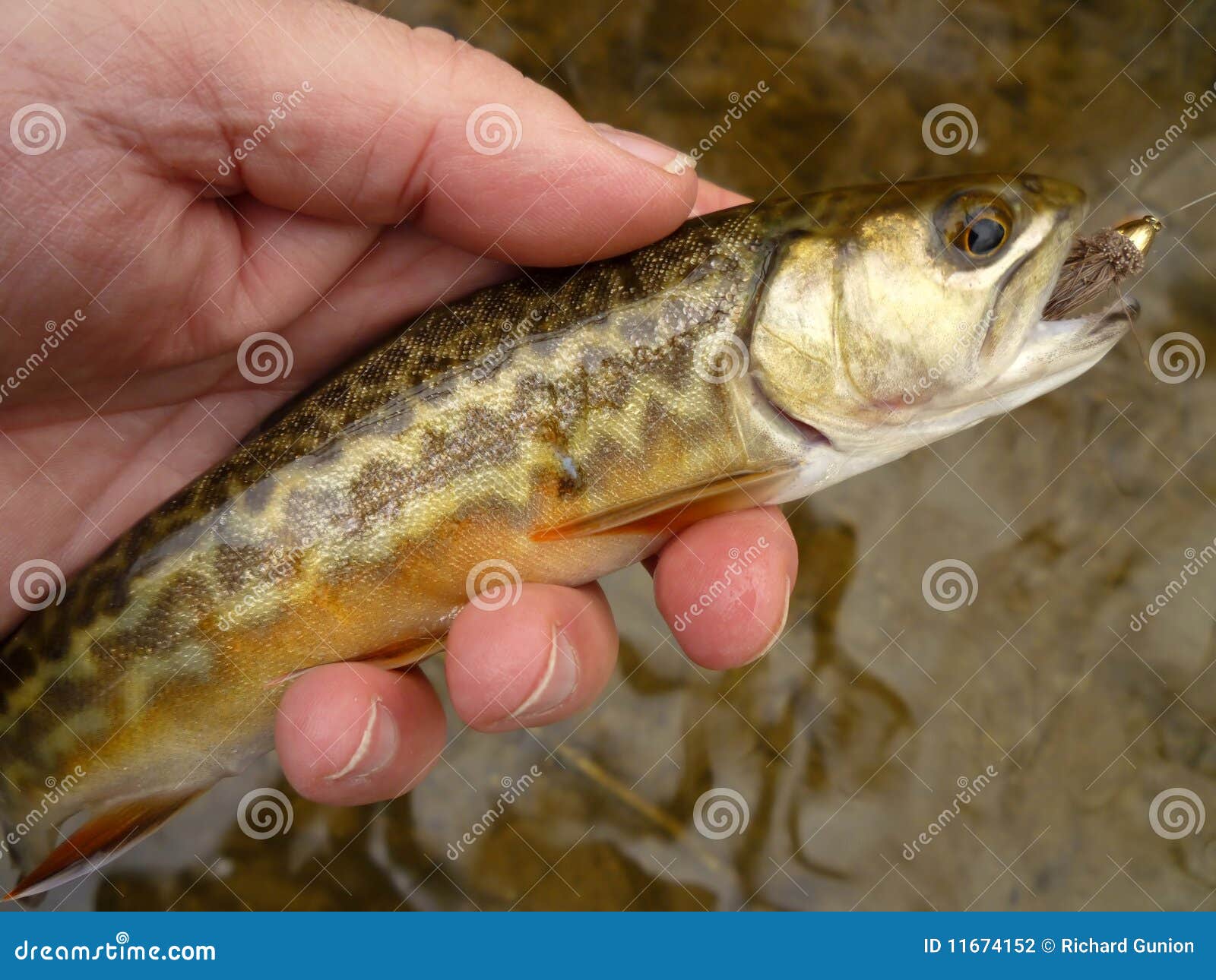 Hybride Tiger-Forelle stockfoto. Bild von forelle, betrieb - 11674152