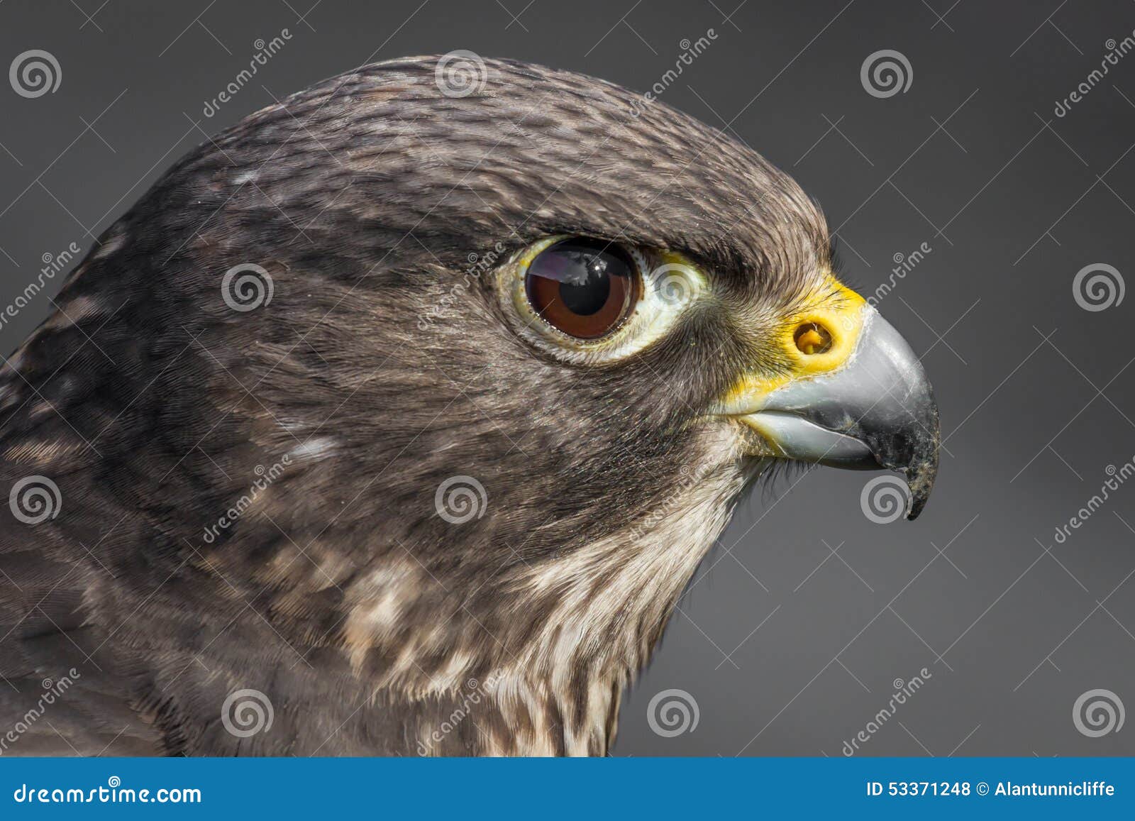 Hybride Valk stock foto. Image of ornithologie, kant - 53371248