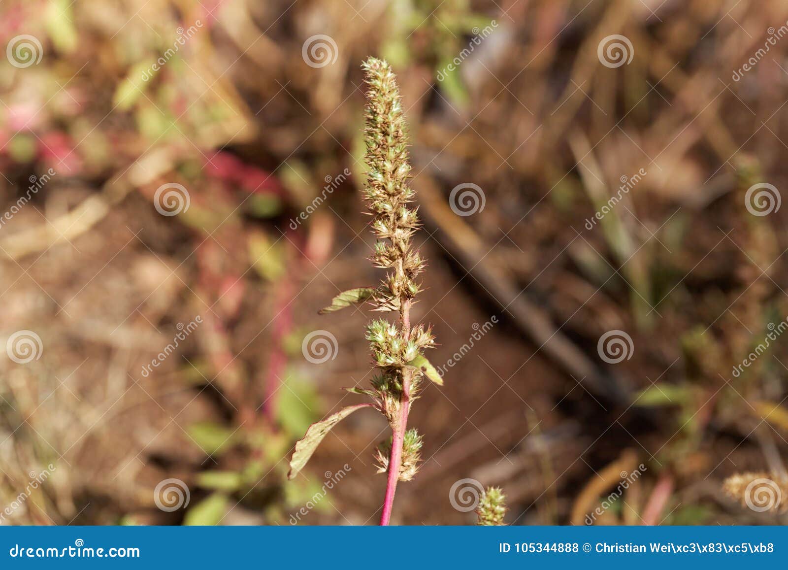 Hybridus Verde Del Amaranto Del Amaranto Foto de archivo - Imagen de rojo, hermoso: 105344888