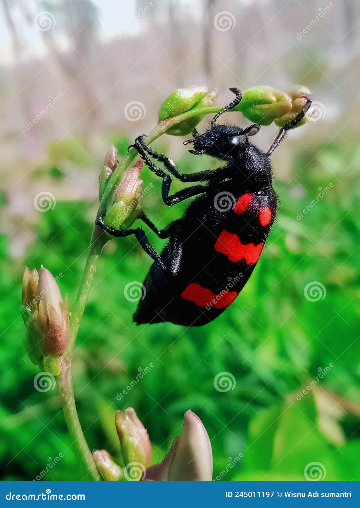 Hycleus Polymorphus or Blister Beetle Stock Image - Image of honeybee ...