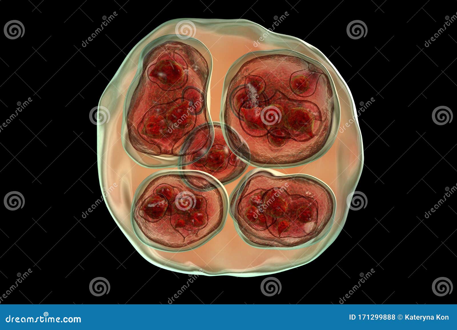 Hydatid Cyst of Echinococcus Multilocularis Stock Illustration ...