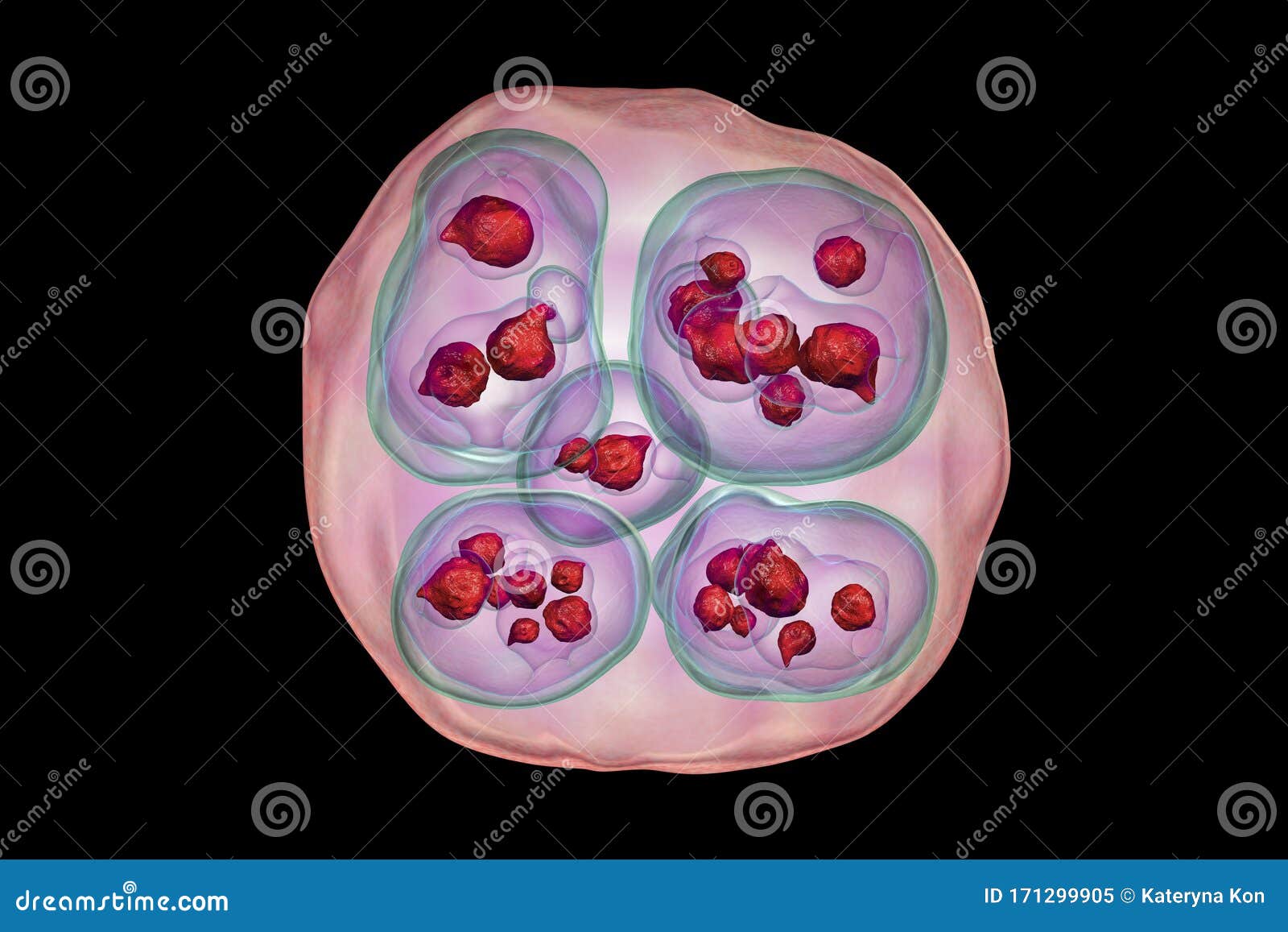 Hydatid Cyst of Echinococcus Multilocularis Stock Illustration ...