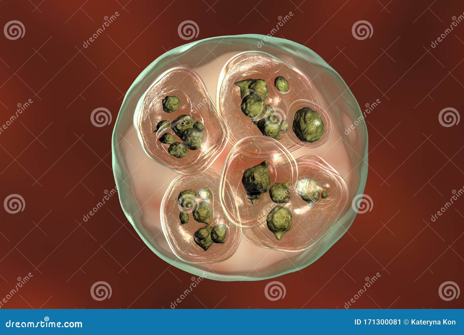 Hydatid Cyst of Echinococcus Multilocularis Stock Illustration ...