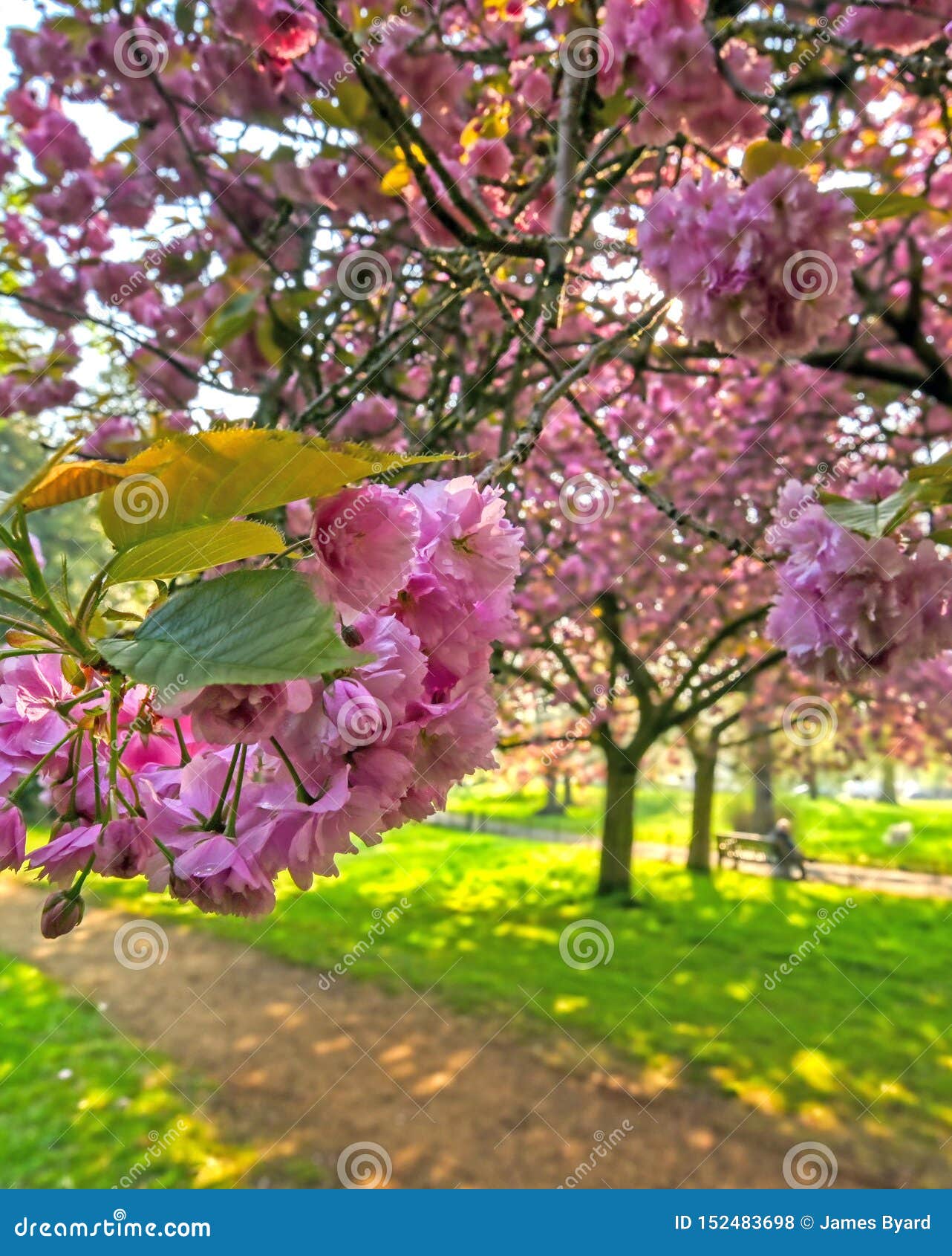 Hyde Park in London, UK stock photo. Image of kingdom - 152483698
