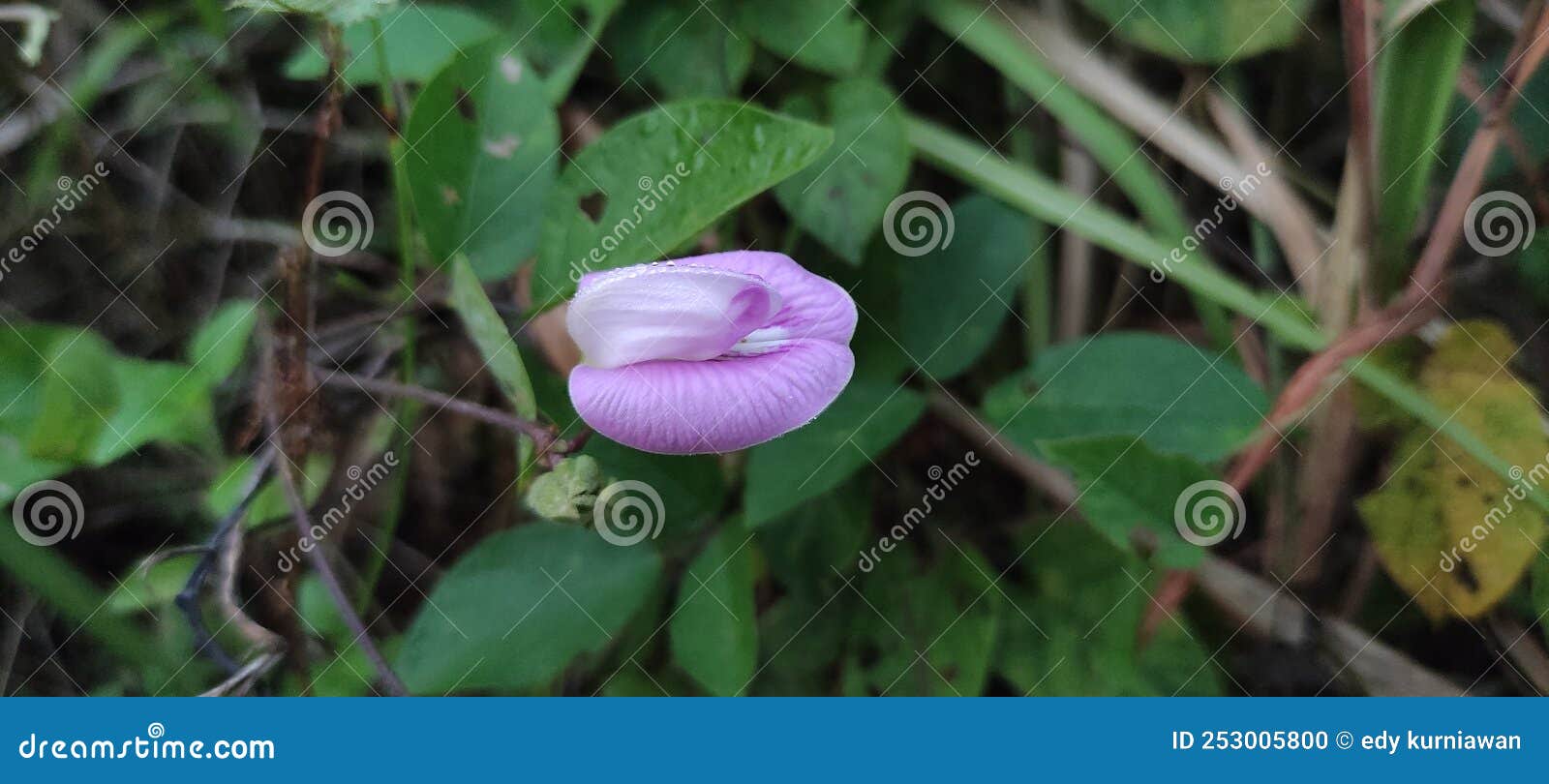 Royalty Free Images, Cartoons, Illustrations And Photos Designed By ...