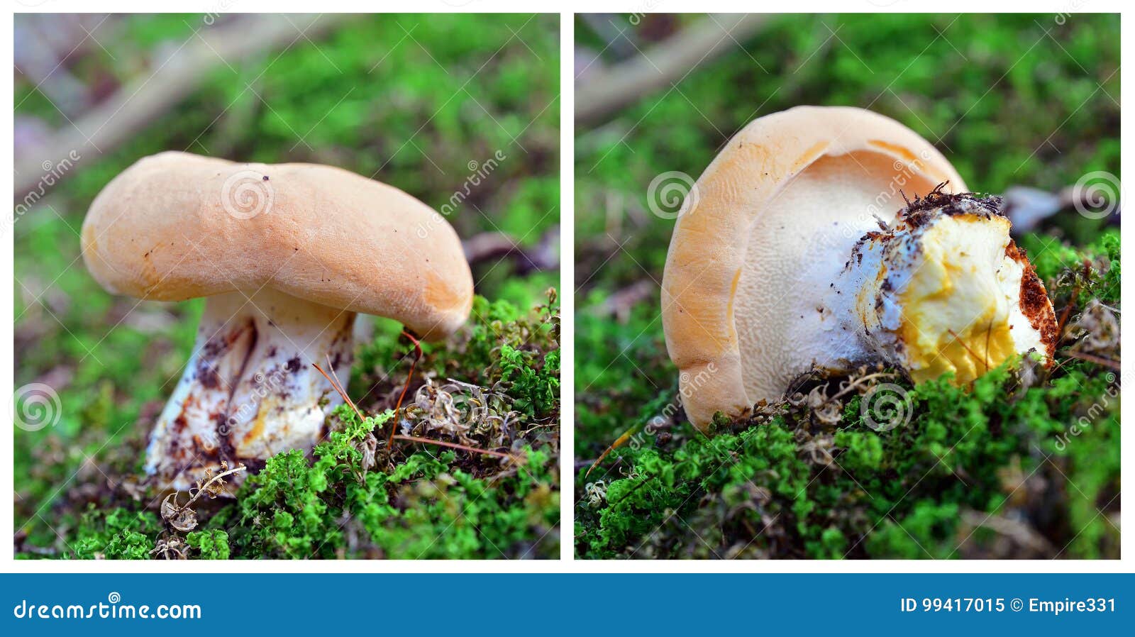 Hydnum repandum mushroom stock image. Image of hydnum - 99417015