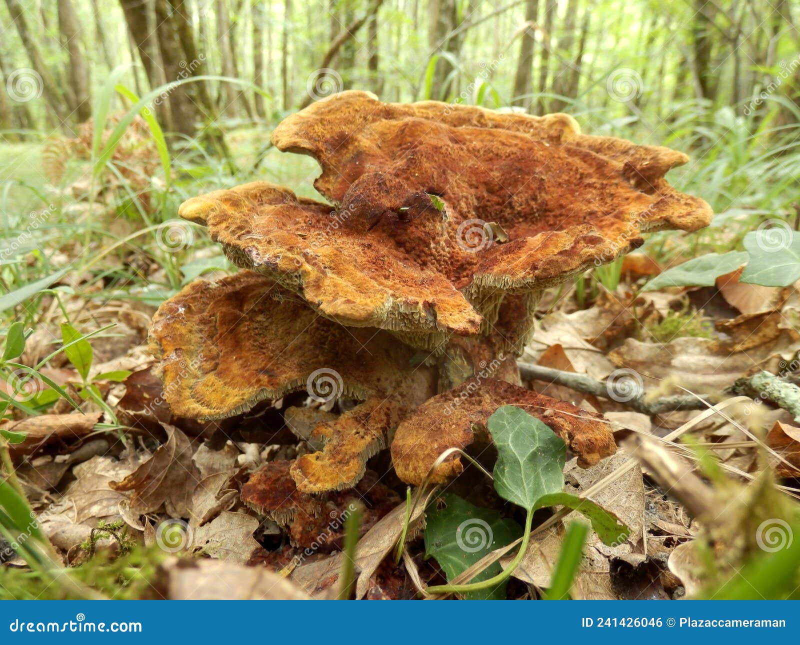 Hydnum rufescens stock photo. Image of fall, organic - 241426046