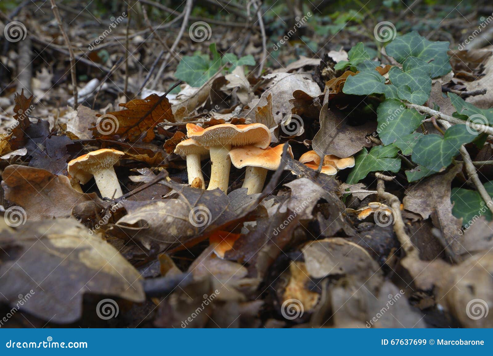 Hydnum Rufescens, Terracotta Hedgehog Stock Image - Image of rufescens ...