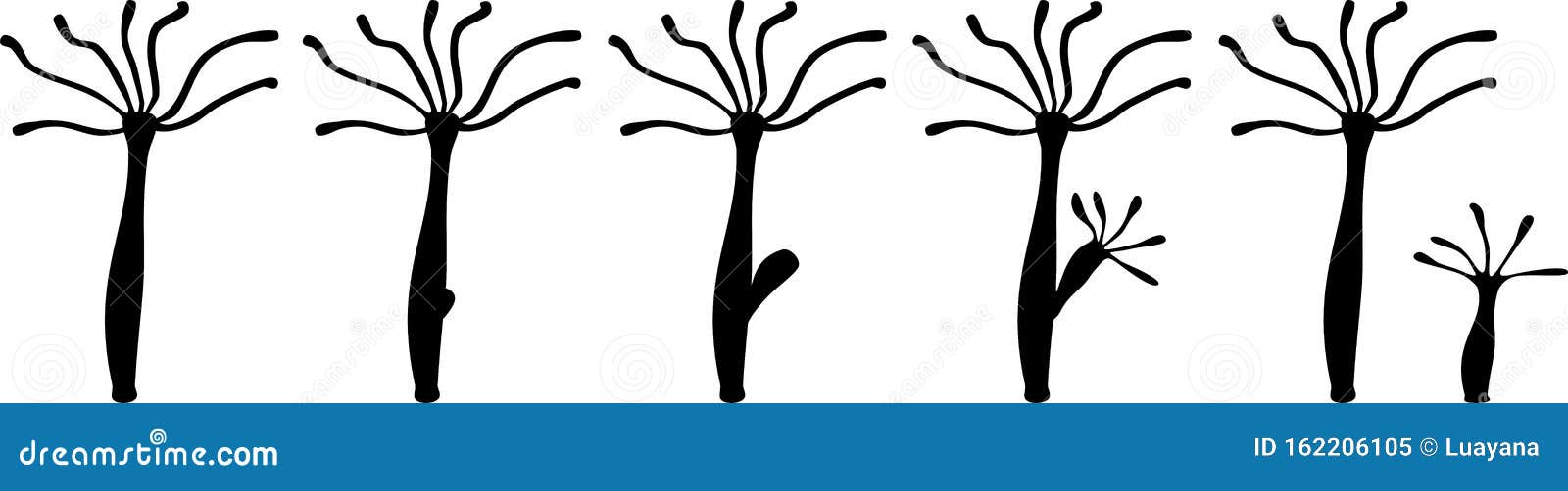 Hydra Asexual Reproduction Budding Scheme Educational Material For