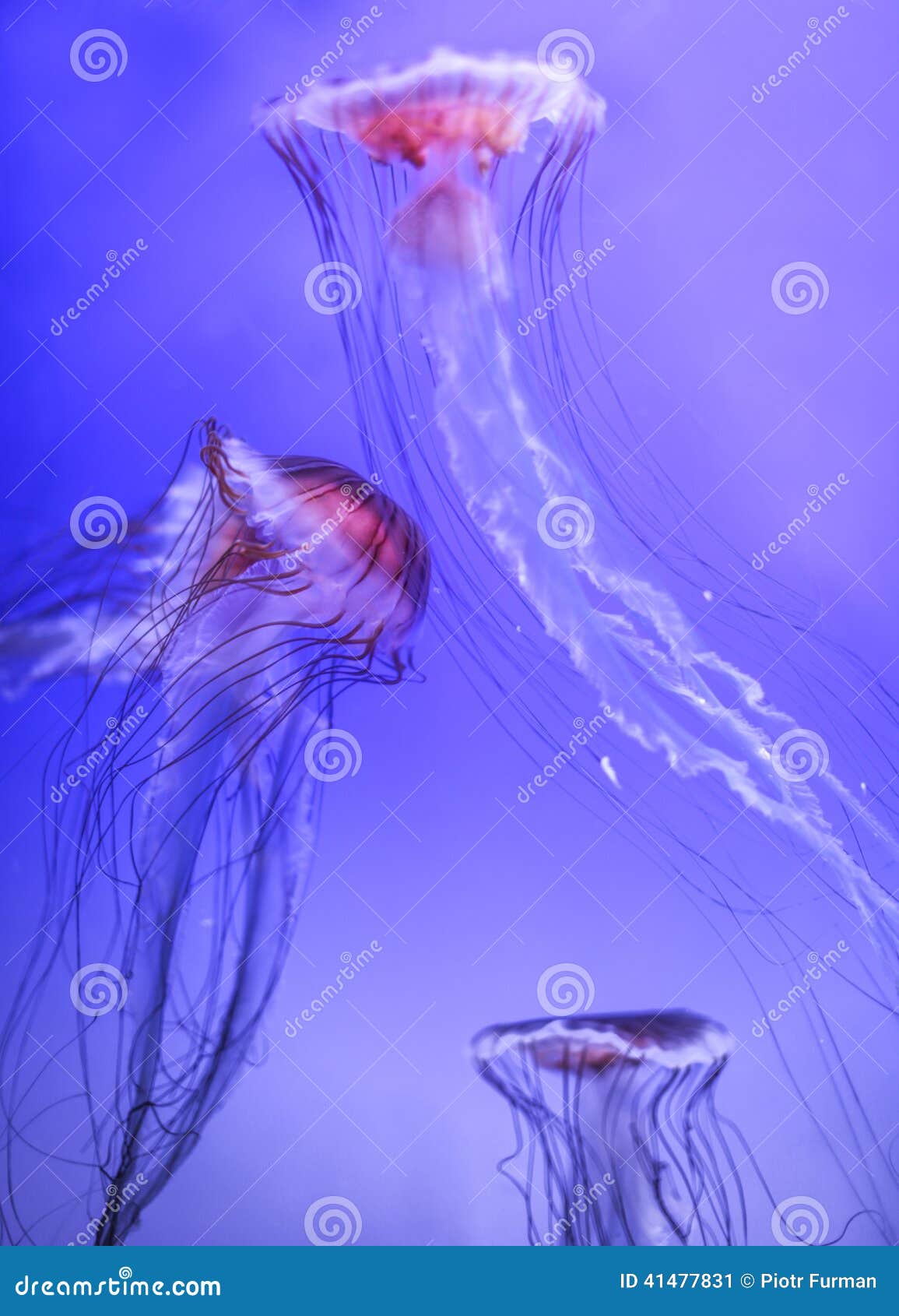 Hydra in blue violet water stock image. Image of seacresature - 41477831