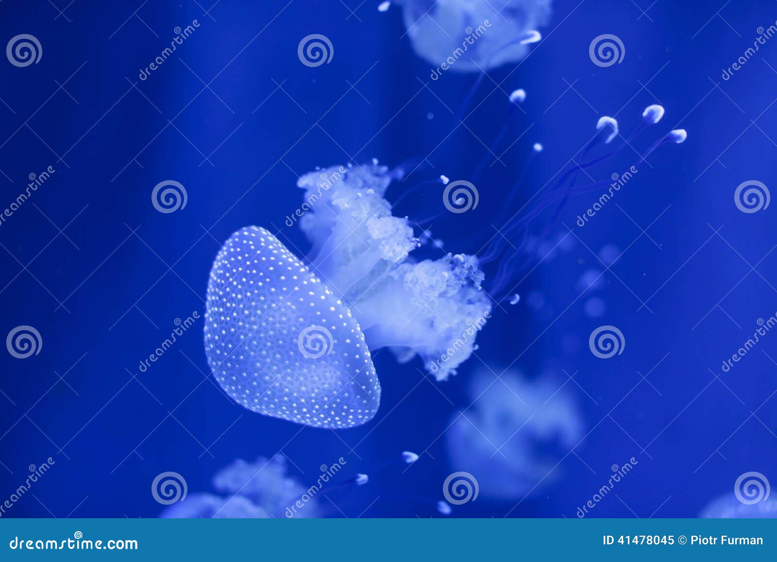 Hydra in blue water stock image. Image of motion, hydra - 41478045