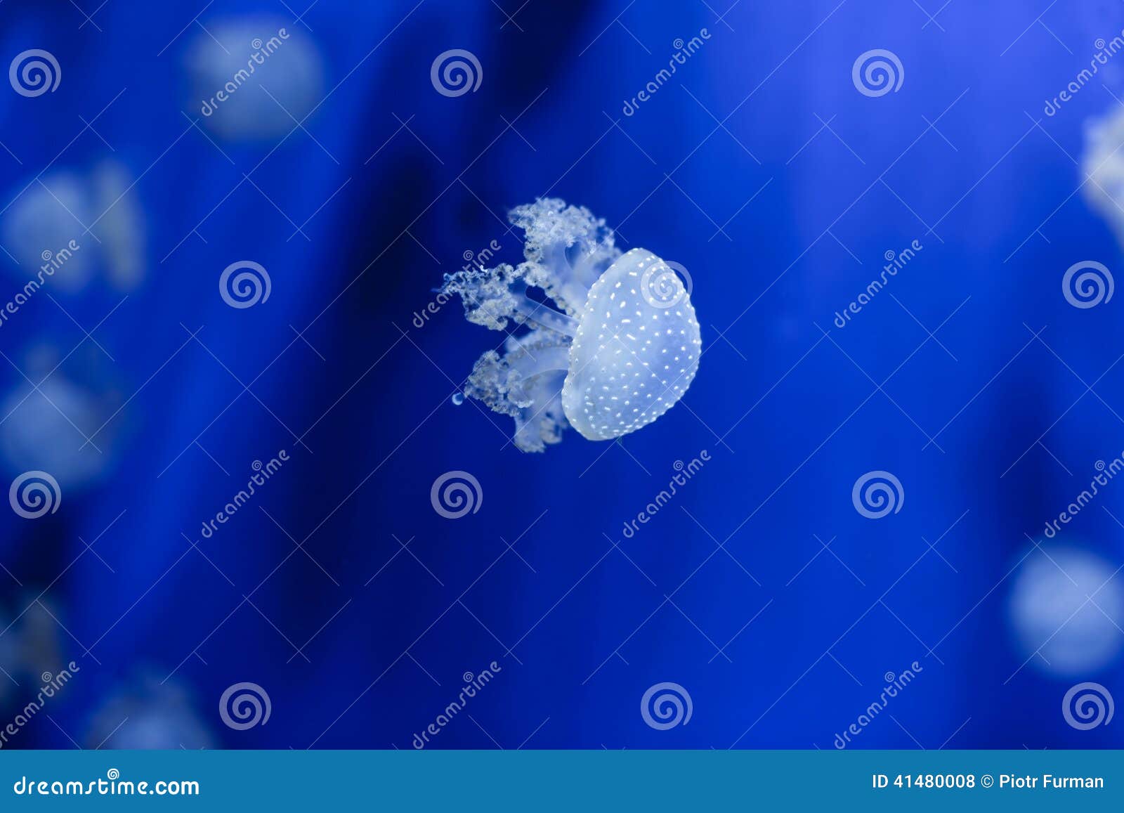 Hydra in blue water stock photo. Image of hydra, sealife - 41480008