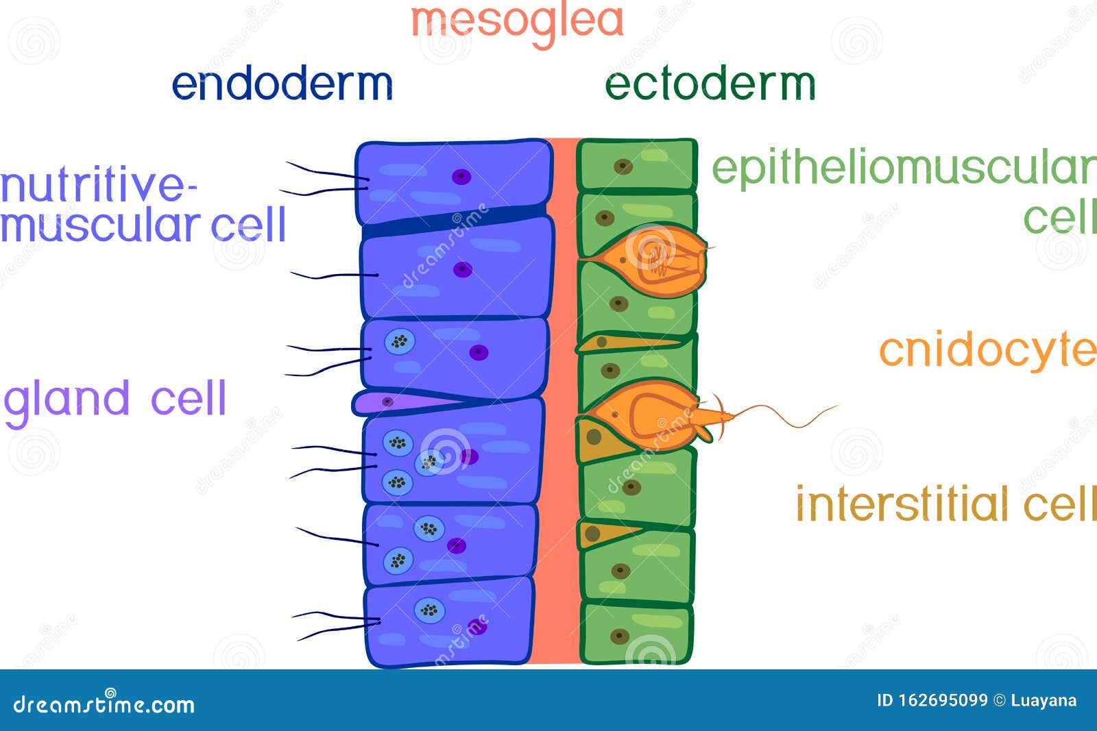 Hydra Body Wall Structure. Educational Material for Lesson of Zoology ...