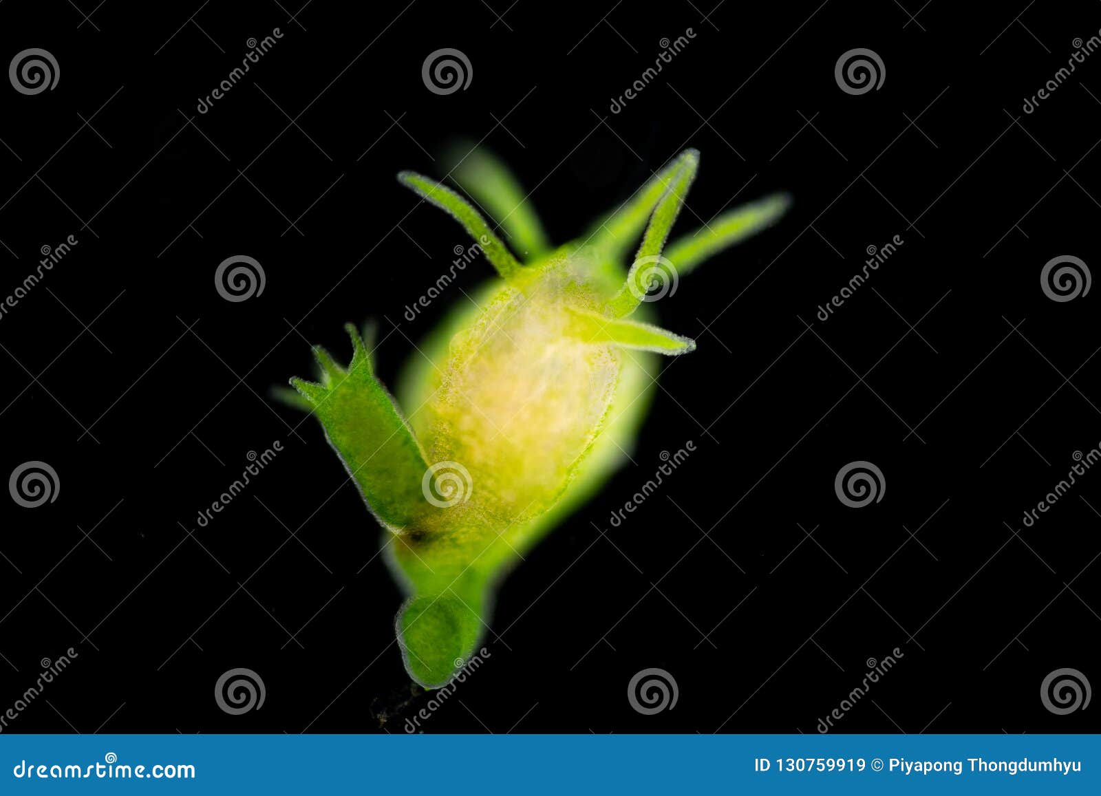 Hydra Eating Water Fleas Daphnia Pulex on the Slide Under Microscope in ...