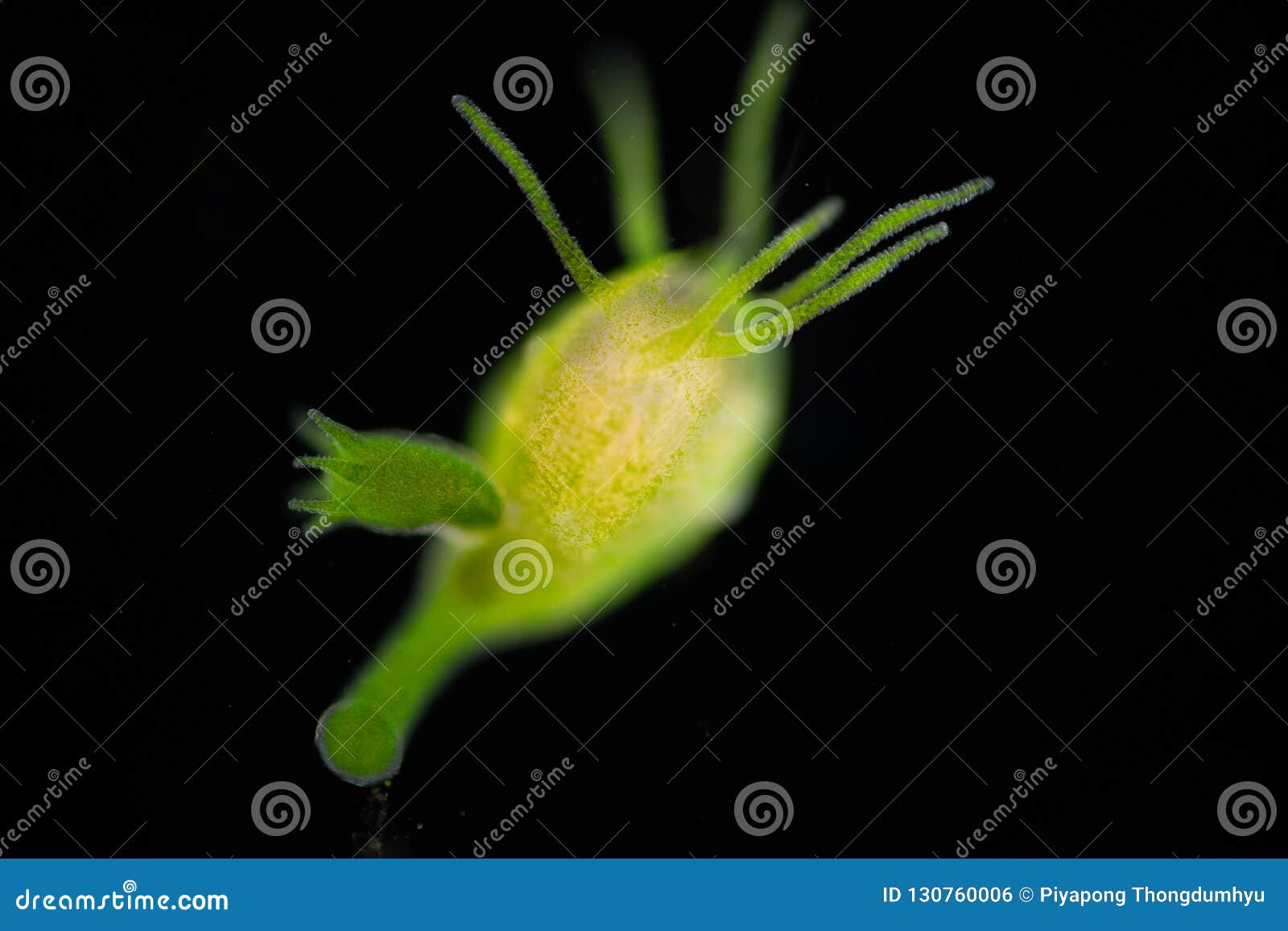 Hydra Eating Water Fleas Daphnia Pulex on the Slide Under Microscope in ...