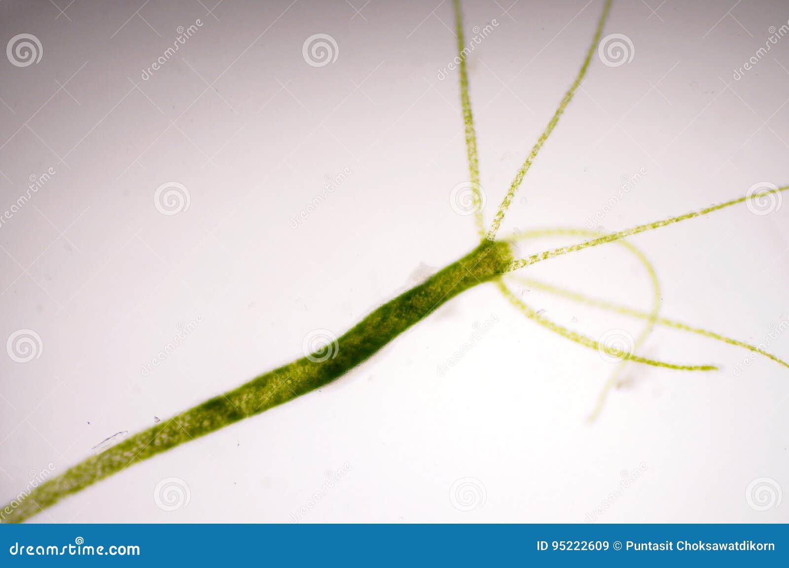 Hydra Is A Genus Of Small, Fresh-water Animals Of The Phylum Cnidaria ...