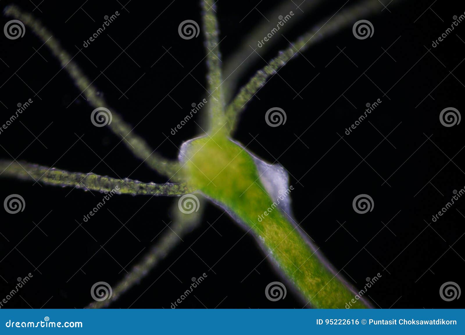Hydra is a Genus of Small Animals Stock Photo - Image of hydroid ...