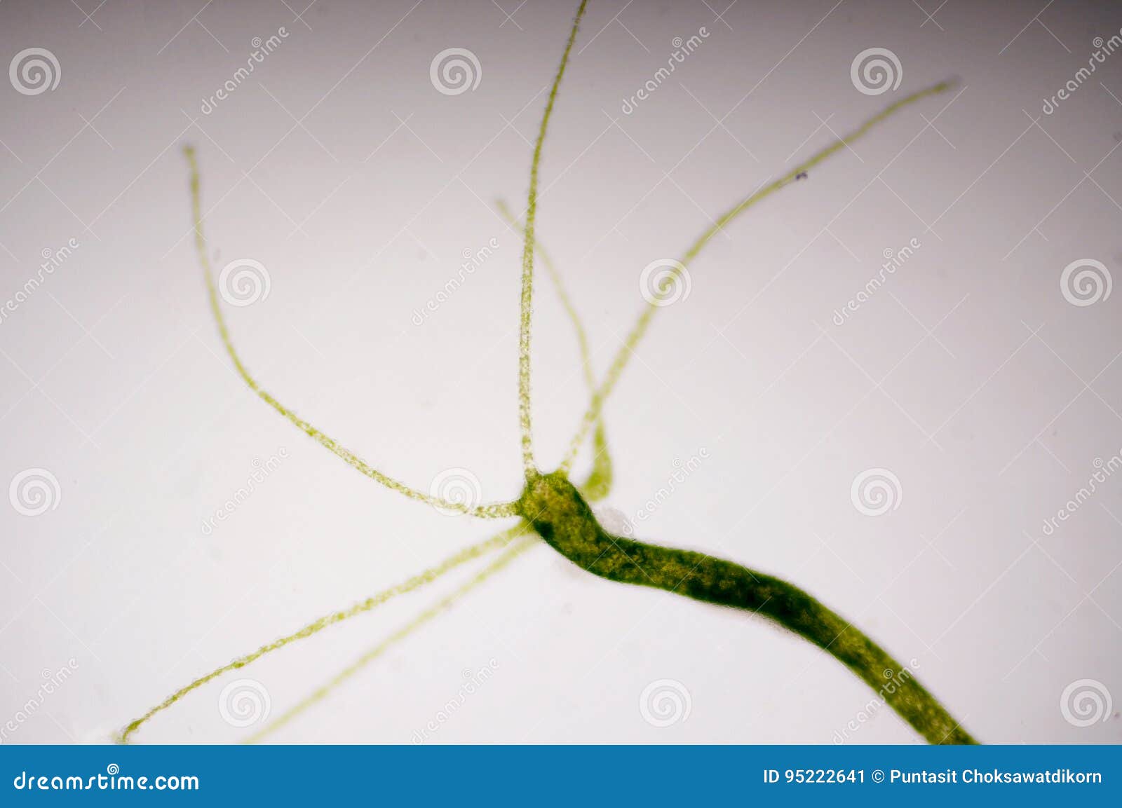 Hydra is a Genus of Small Animals Stock Image - Image of bright, hydra ...