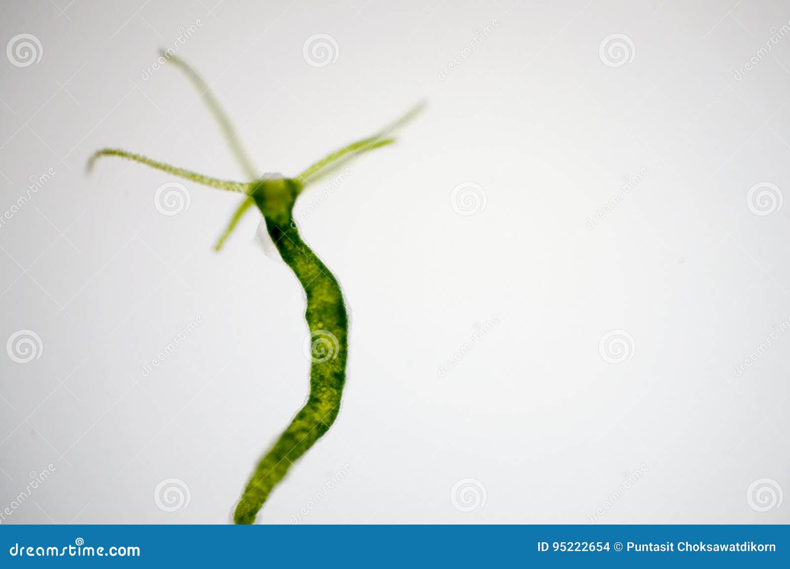 Hydra Is A Genus Of Small, Fresh-water Animals Of The Phylum Cnidaria ...