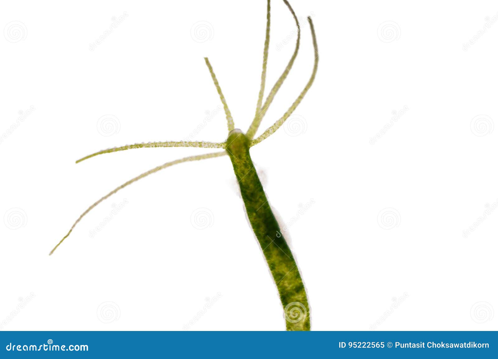 Hydra is a Genus of Small, Fresh-water Animals of the Phylum Cni Stock ...