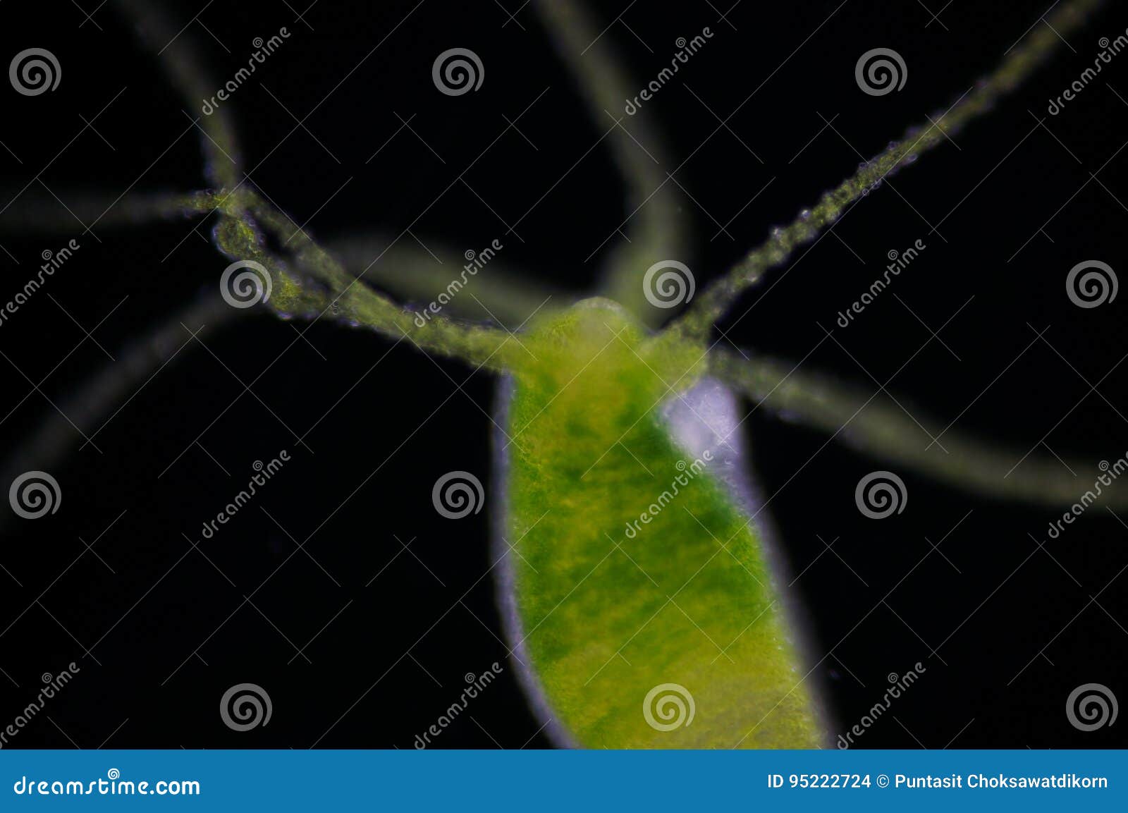 Hydra Is A Genus Of Small, Fresh-water Animals Of The Phylum Cnidaria ...