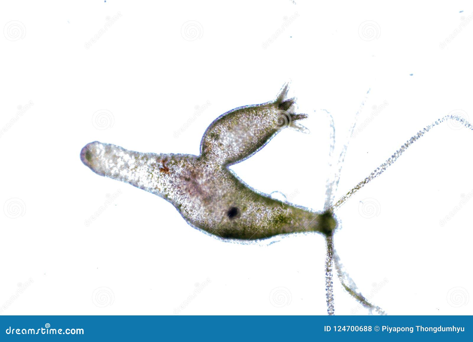 Hydra Is A Genus Of Small, Fresh-water Animals Of The Phylum Cnidaria ...