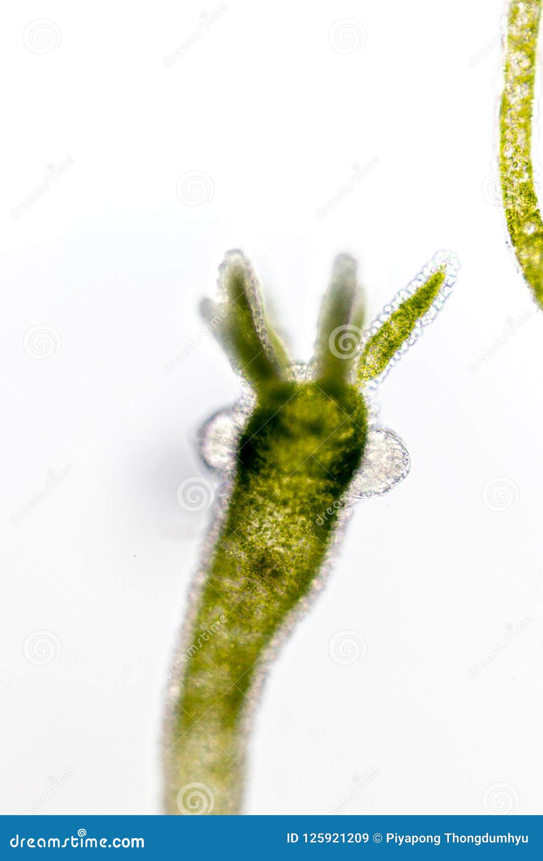 Hydra Under The Microscope Royalty-Free Stock Image | CartoonDealer.com ...