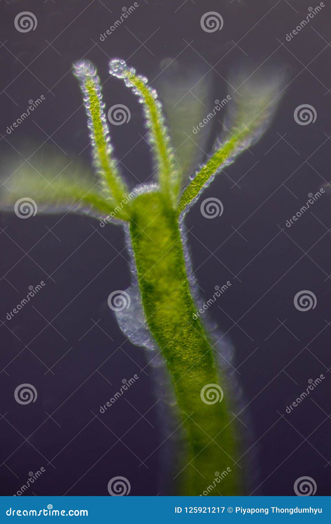 Hydra Under the Microscope for Education. Stock Image - Image of ...