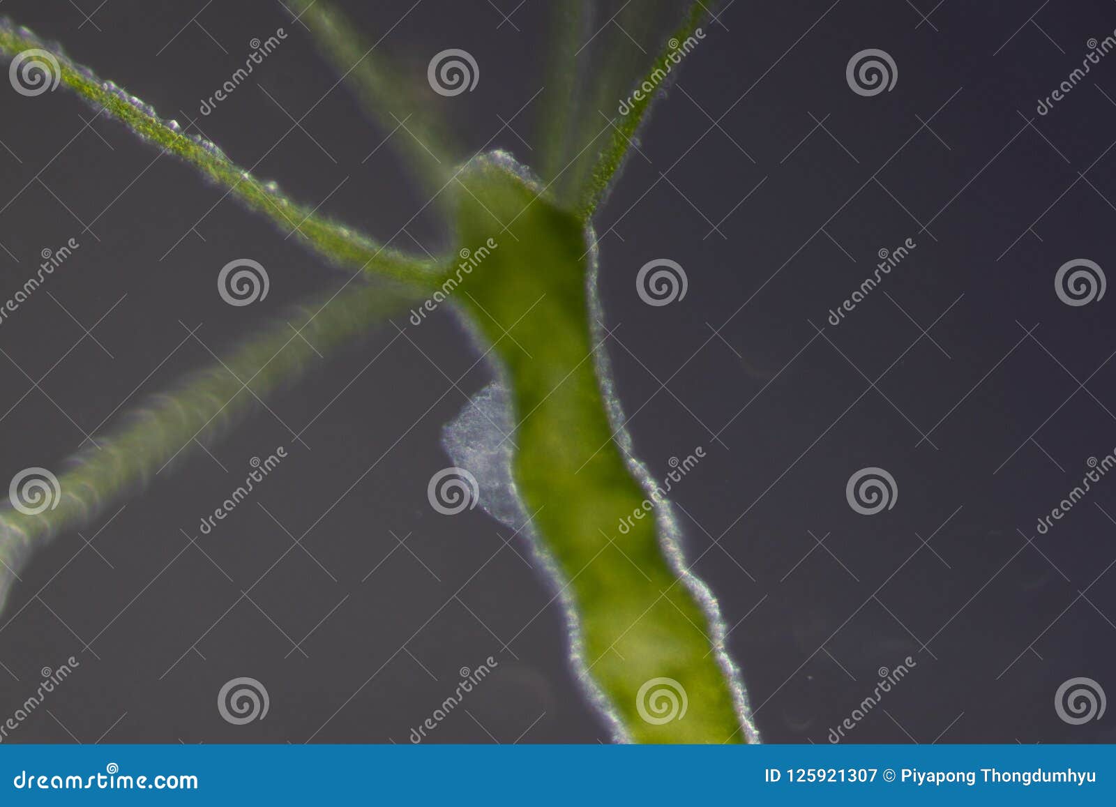 Hydra Under the Microscope for Education. Stock Image - Image of macro ...