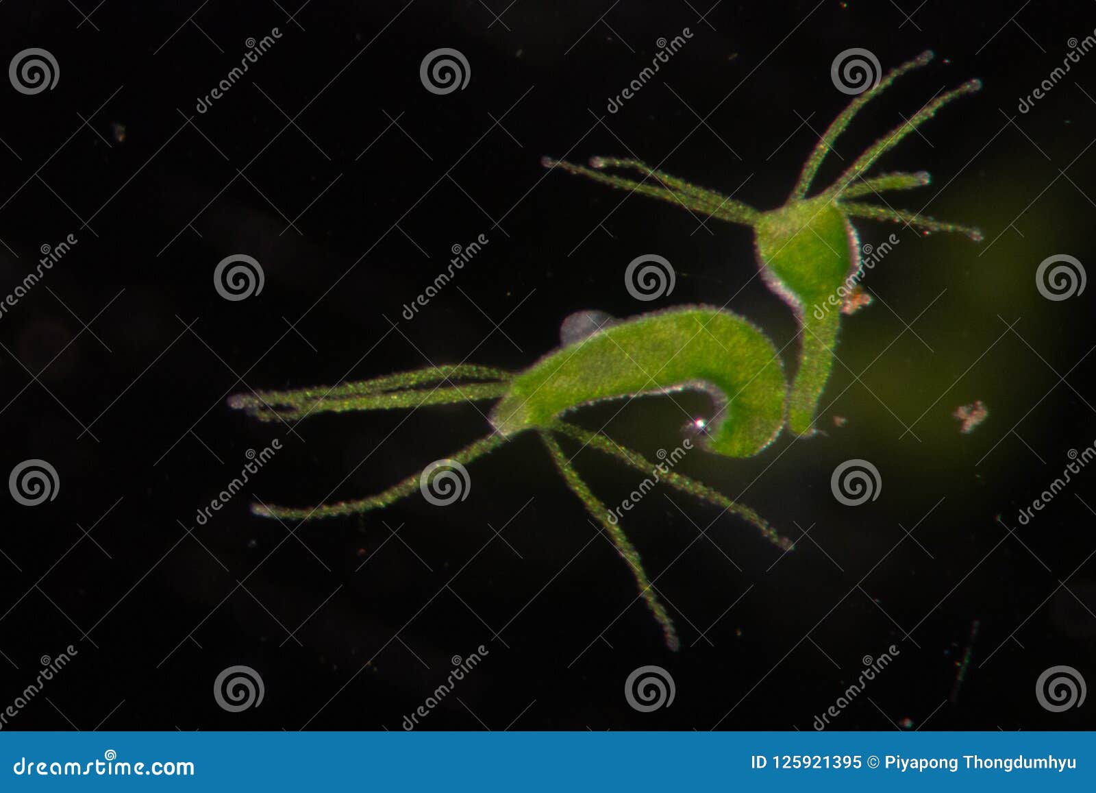 Hydra Under the Microscope for Education. Stock Image - Image of ...