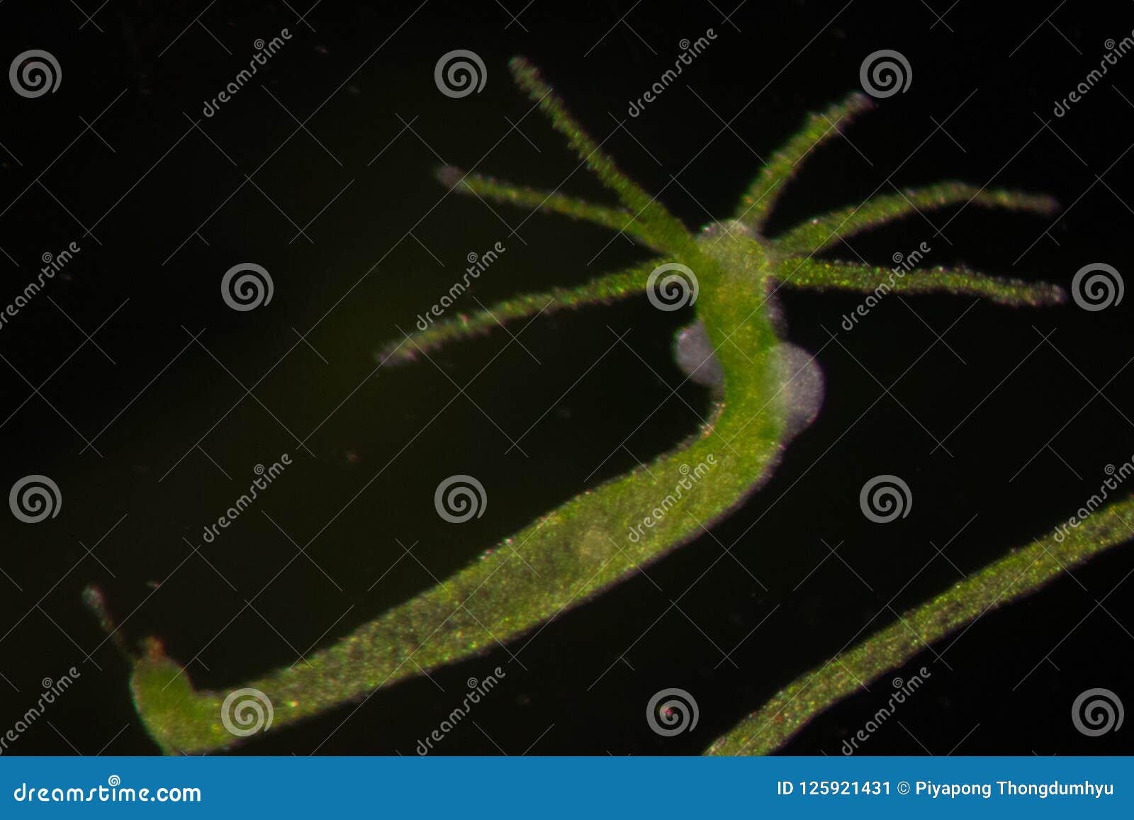 Hydra Under the Microscope for Education. Stock Image - Image of bulbs ...