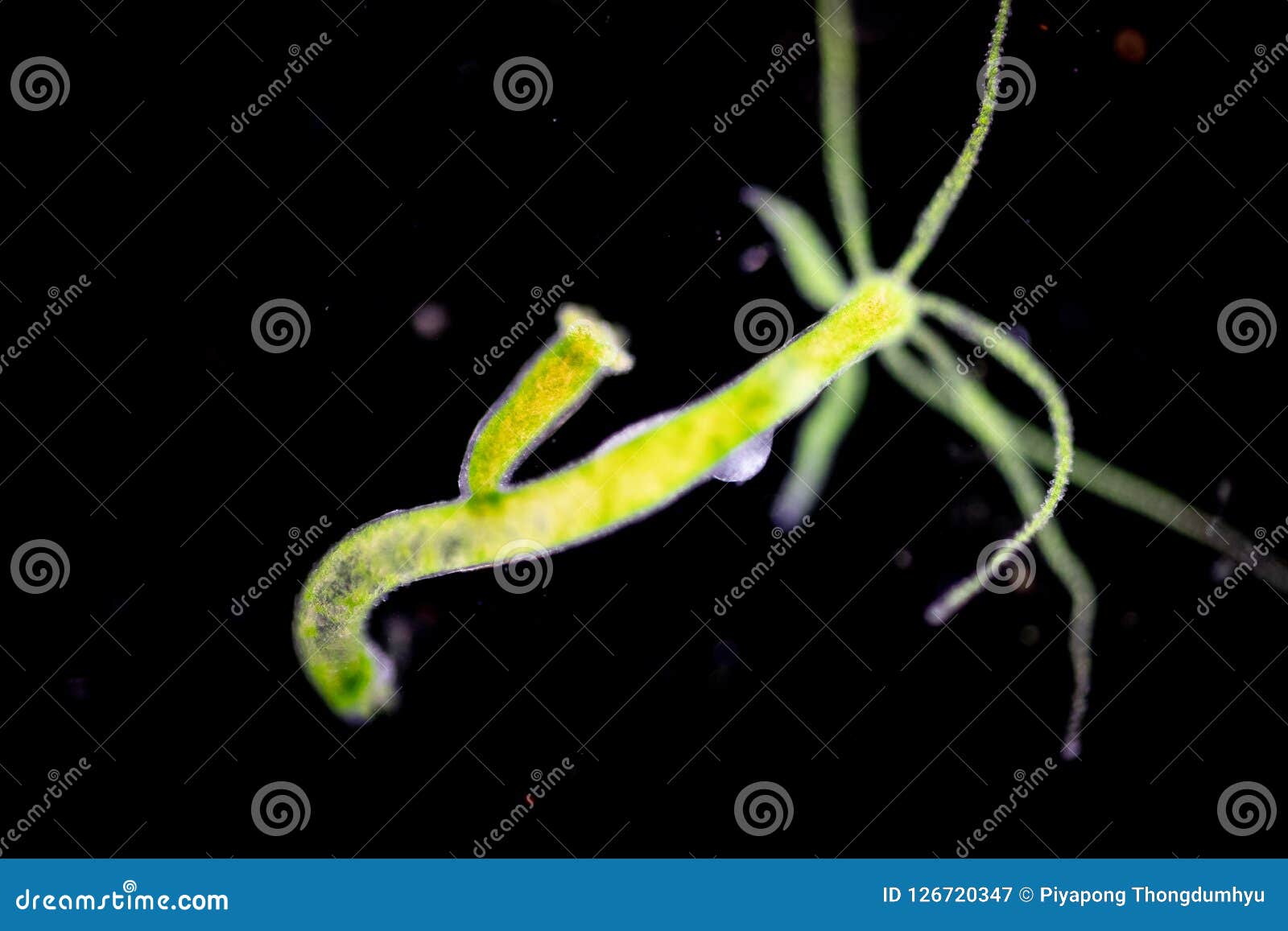 Hydra is a Genus of Small, Fresh-water Animals of the Phylum Cnidaria ...