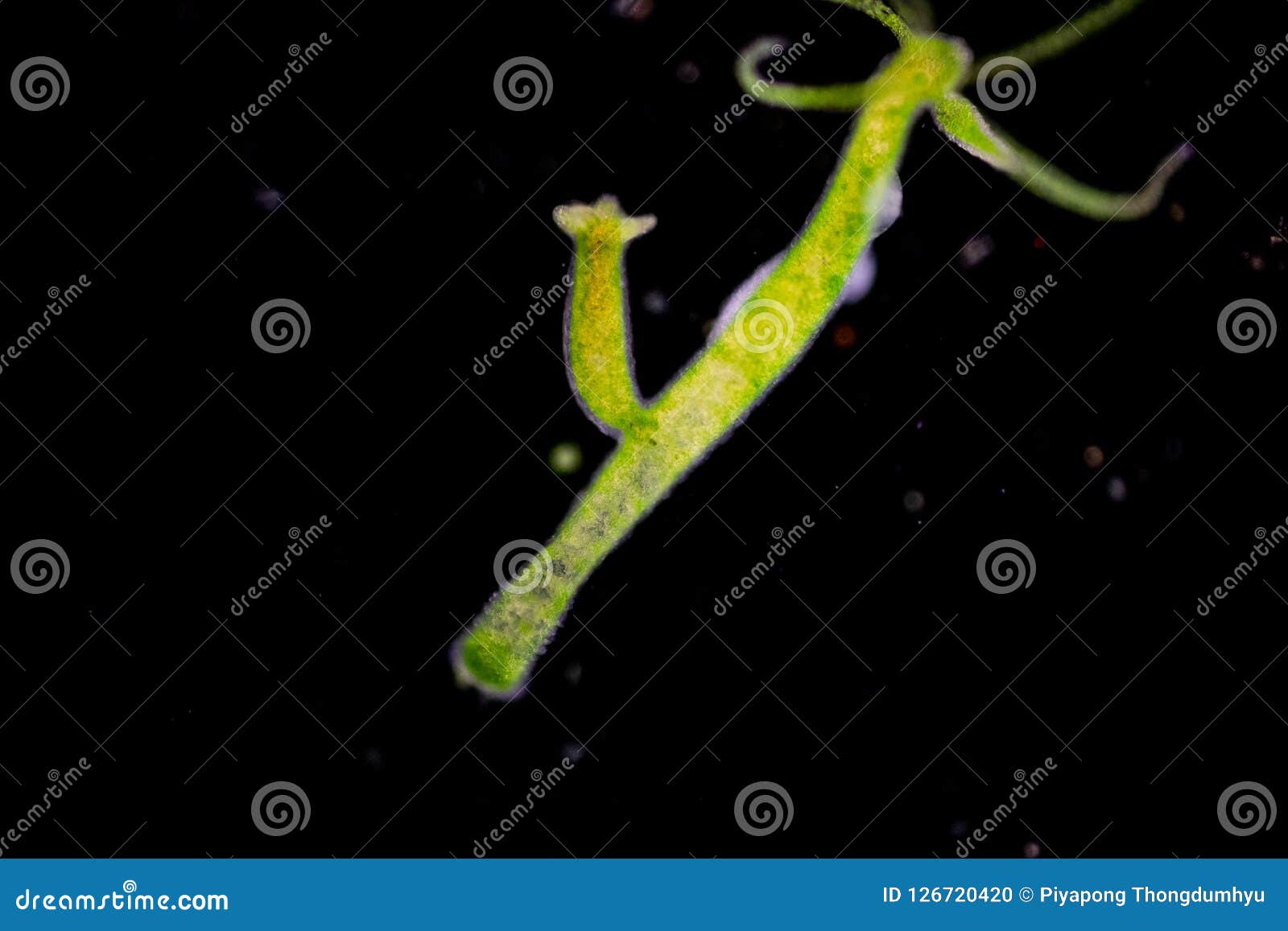 Hydra Is A Genus Of Small, Fresh-water Animals Of The Phylum Cnidaria ...