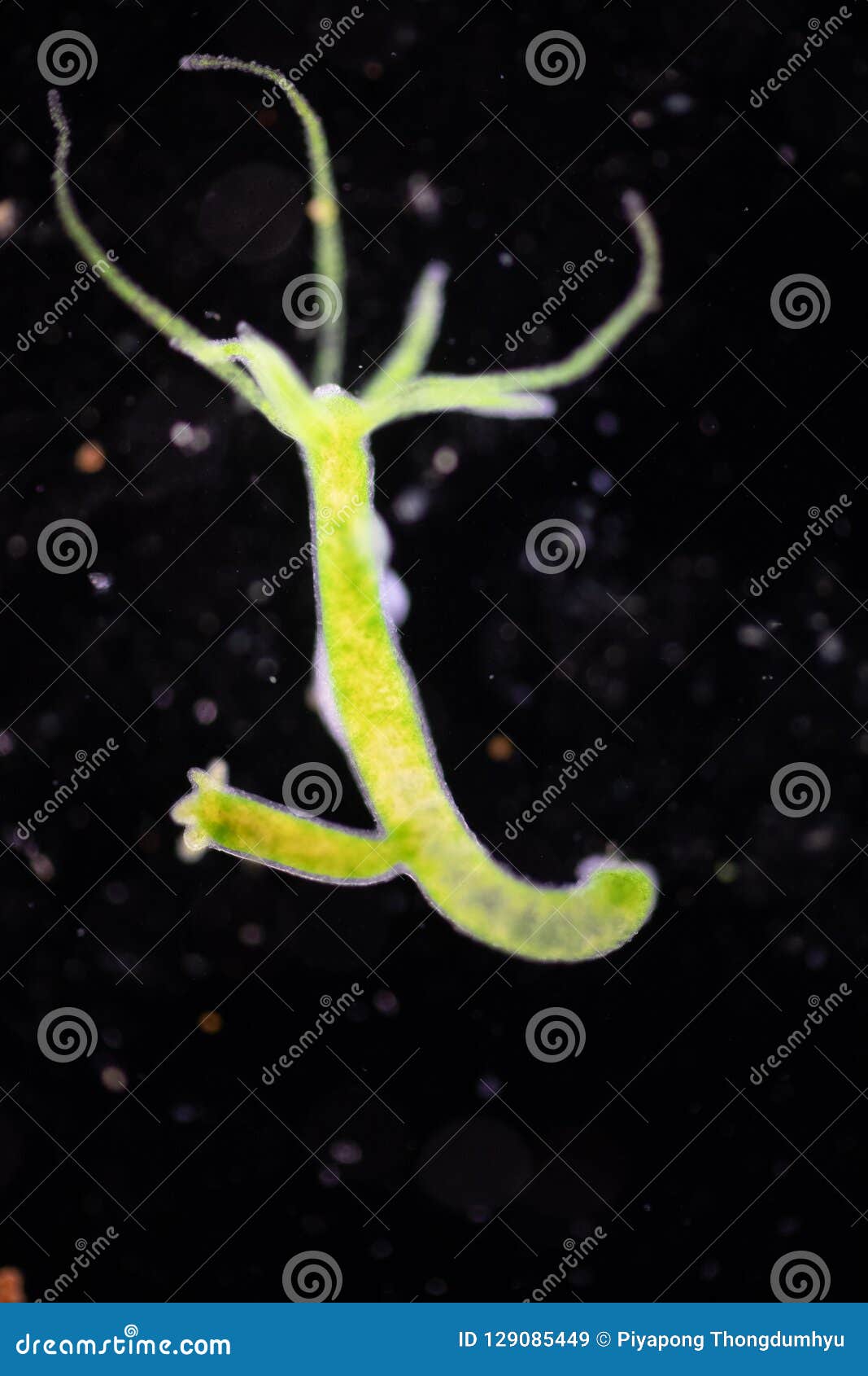 Hydra is a Genus of Small, Fresh-water Animals of the Phylum Cnidaria ...