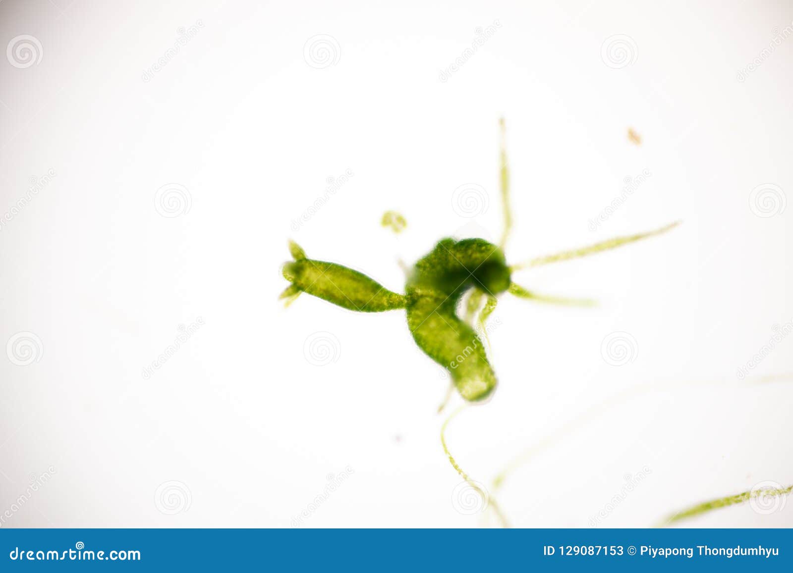 Hydra is a Genus of Small, Fresh-water Animals of the Phylum Cnidaria ...