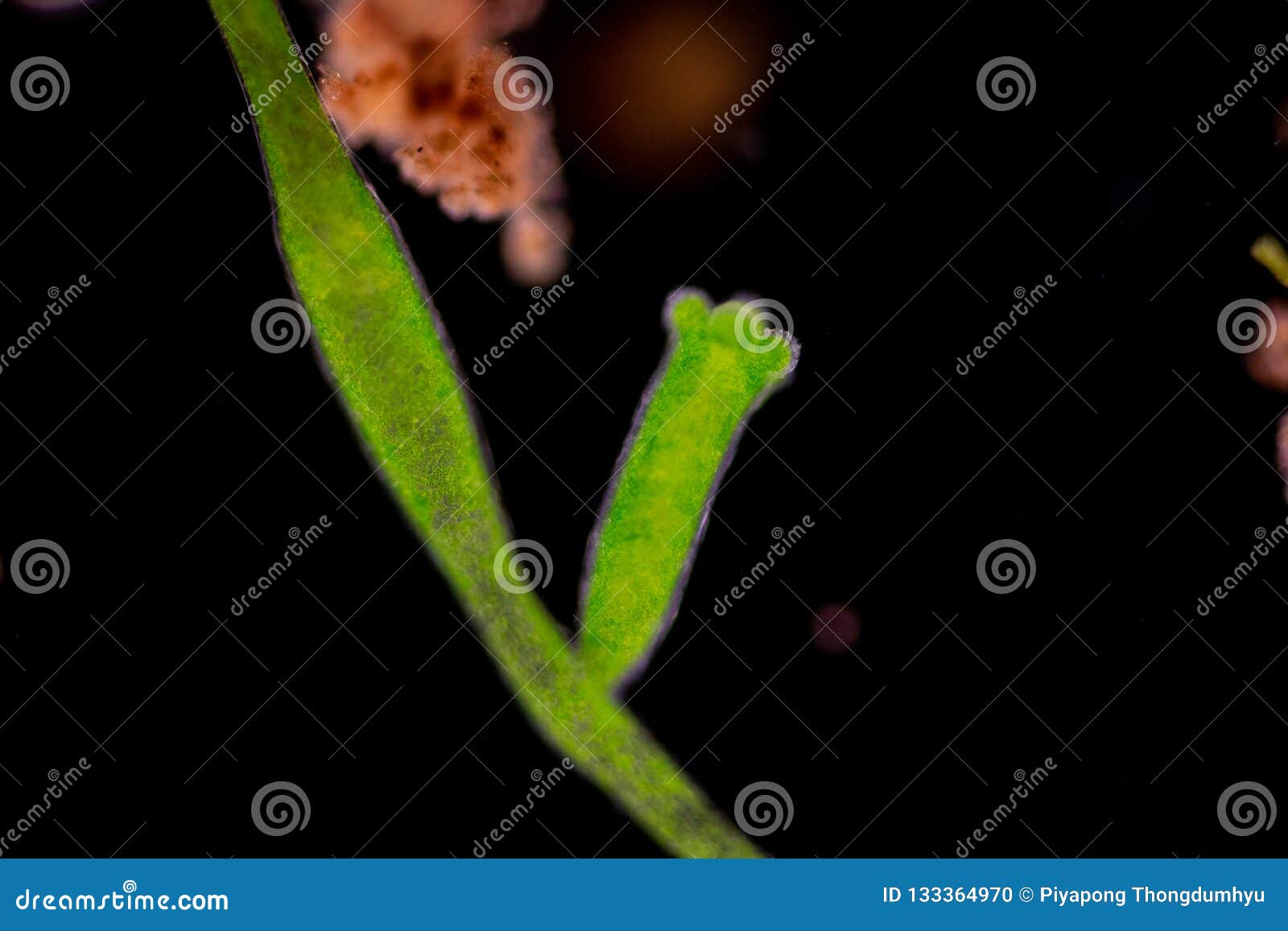 Hydra is a Genus of Small, Fresh-water Animals of the Phylum Cnidaria ...