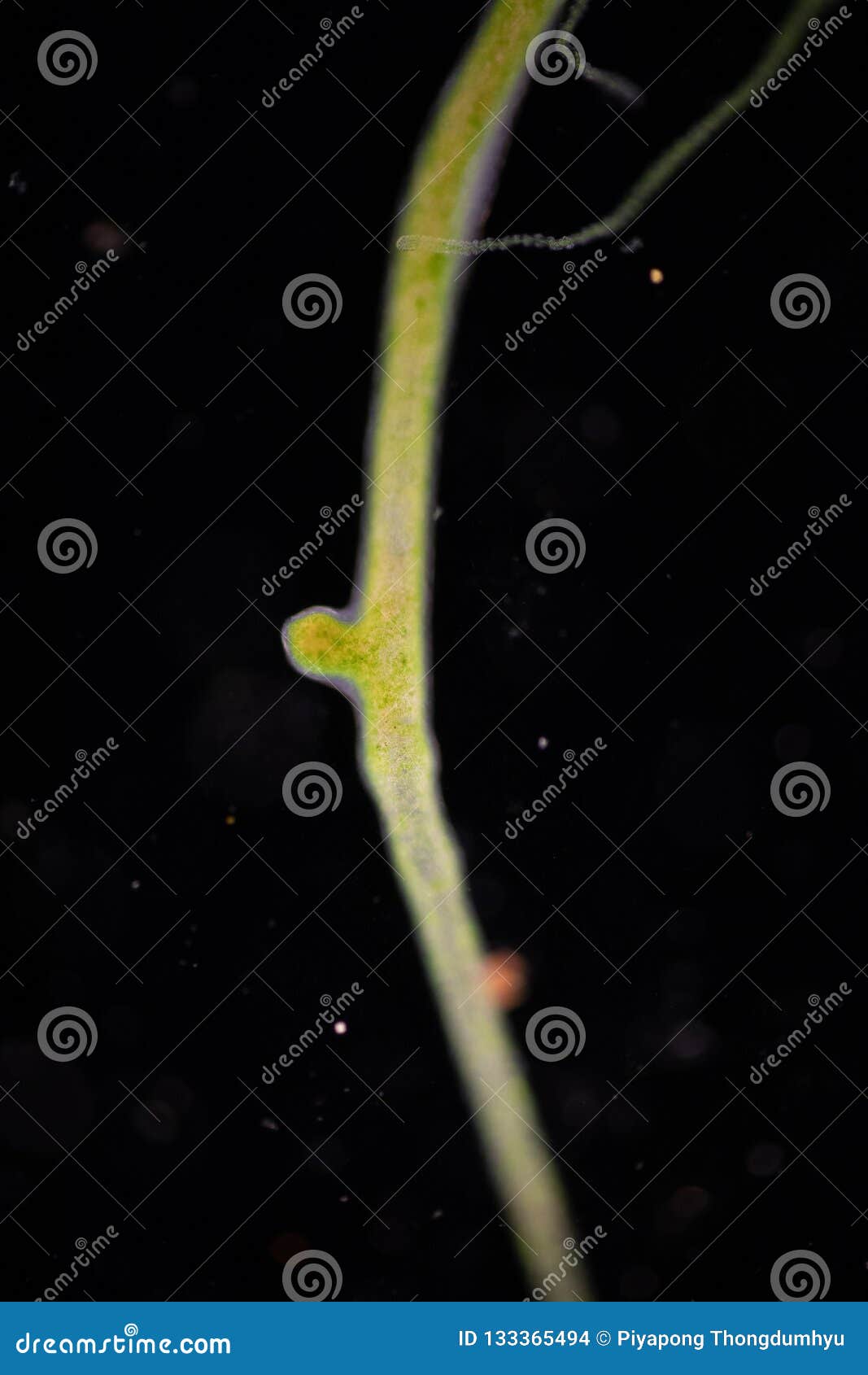 Hydra is a Genus of Small, Fresh-water Animals of the Phylum Cnidaria ...