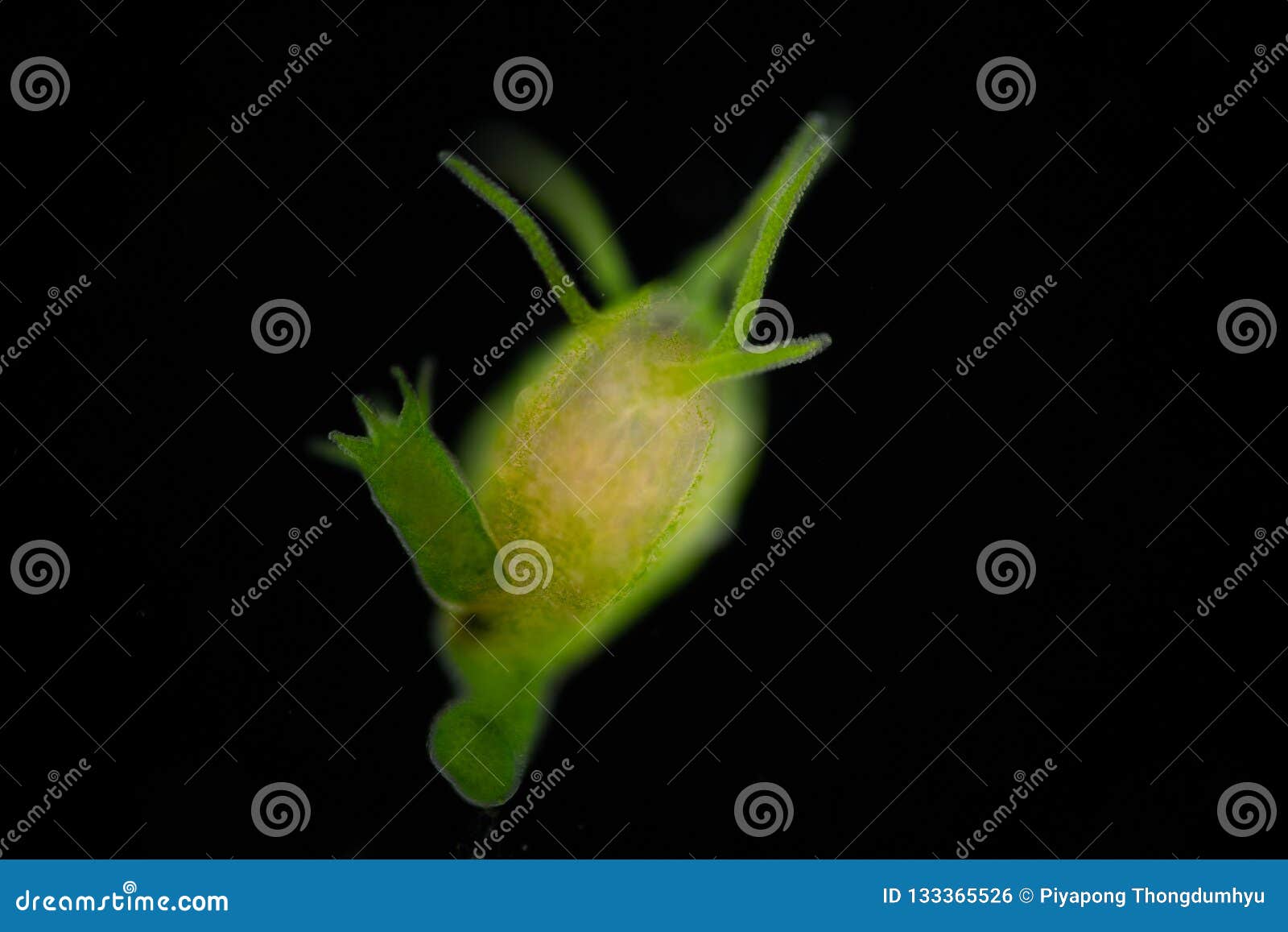 Hydra is a Genus of Small, Fresh-water Animals of the Phylum Cnidaria ...