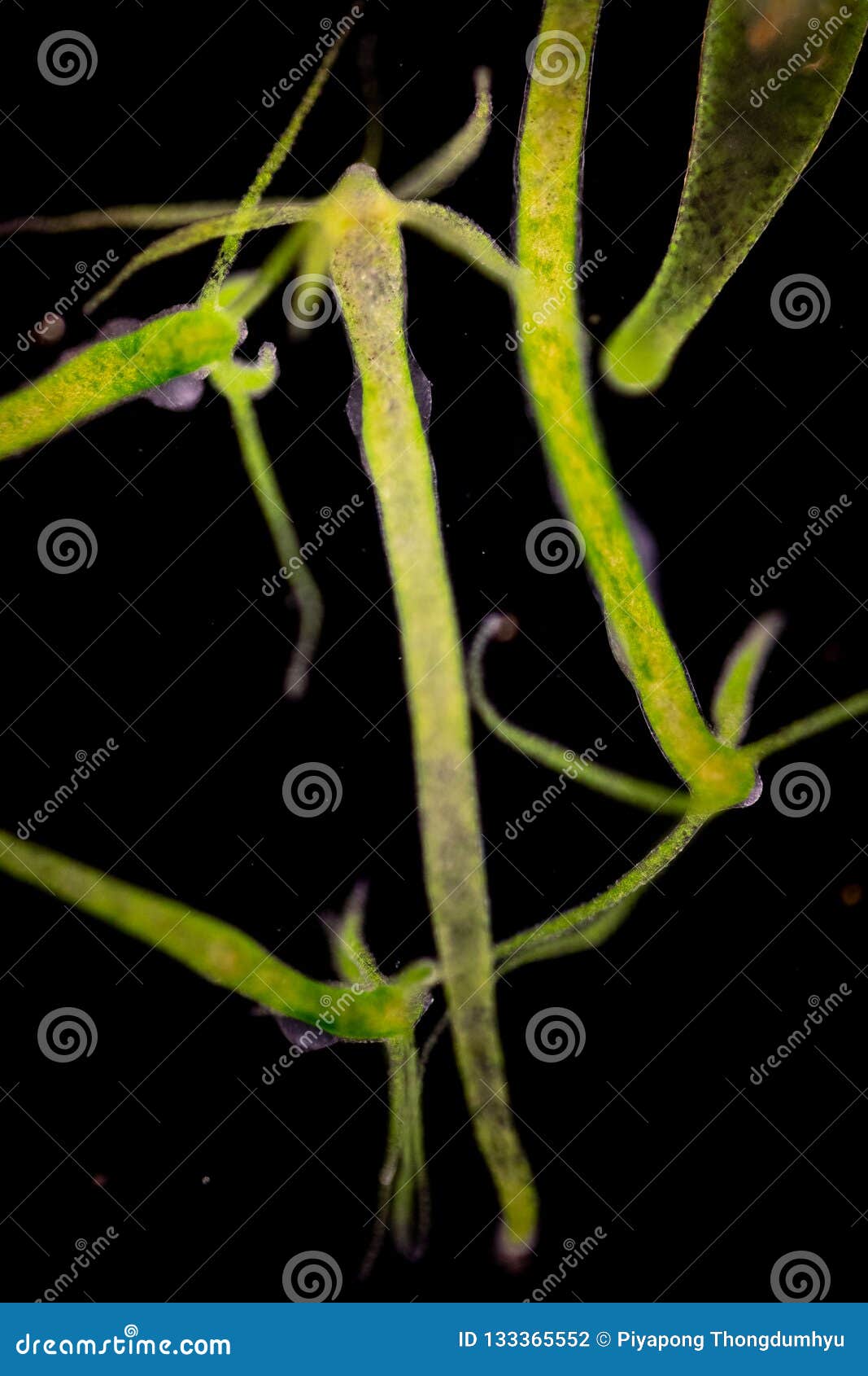 Hydra is a Genus of Small, Fresh-water Animals of the Phylum Cnidaria ...