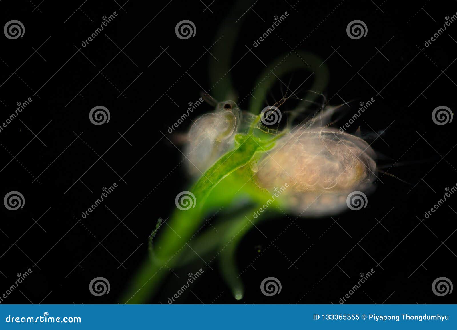 Phylum Cnidaria Hydra