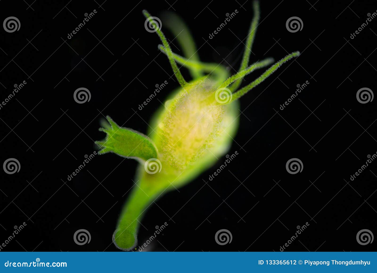 Phylum Cnidaria Hydra