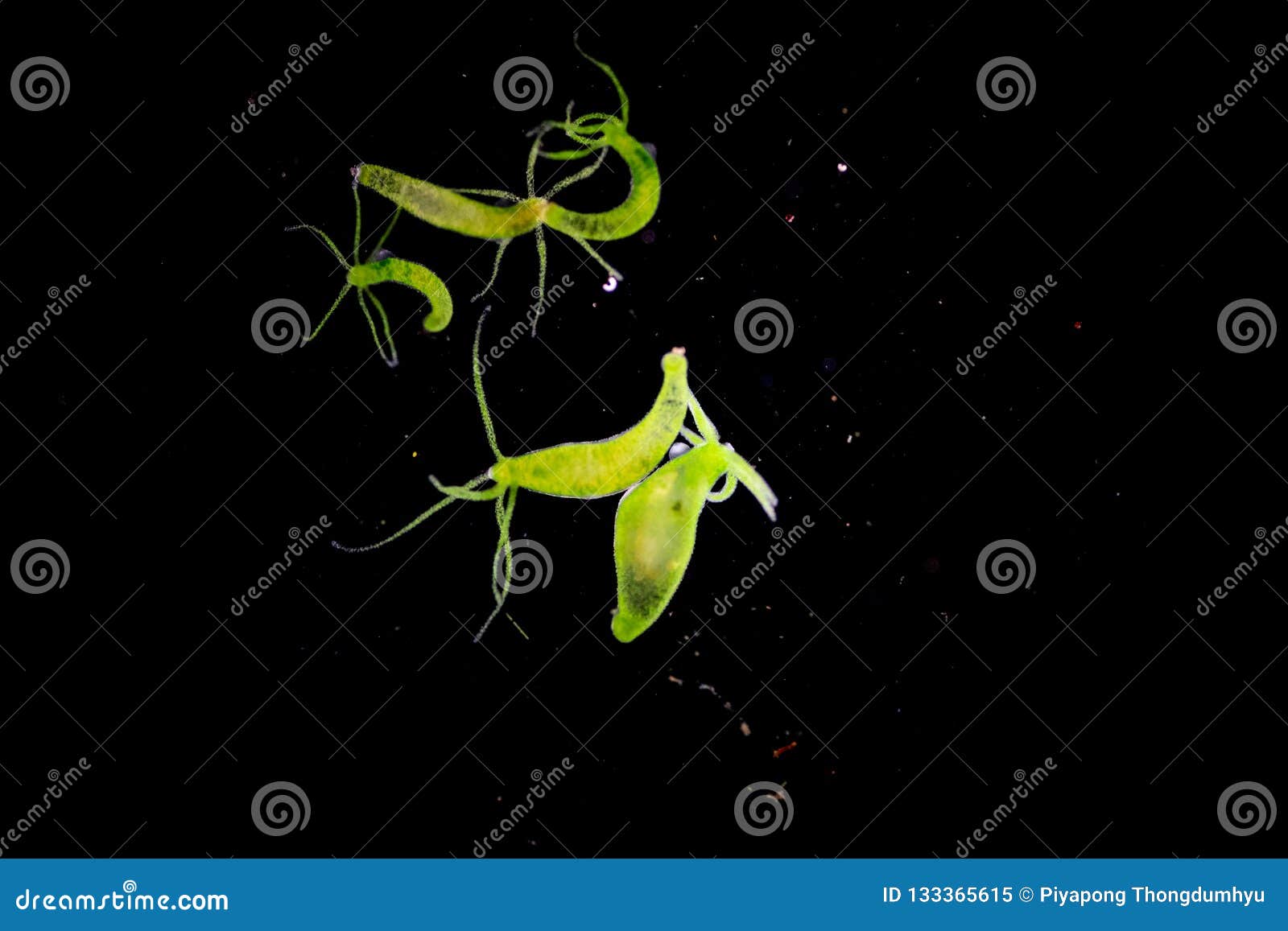 Hydra Is A Genus Of Small, Fresh-water Animals Of The Phylum Cnidaria ...