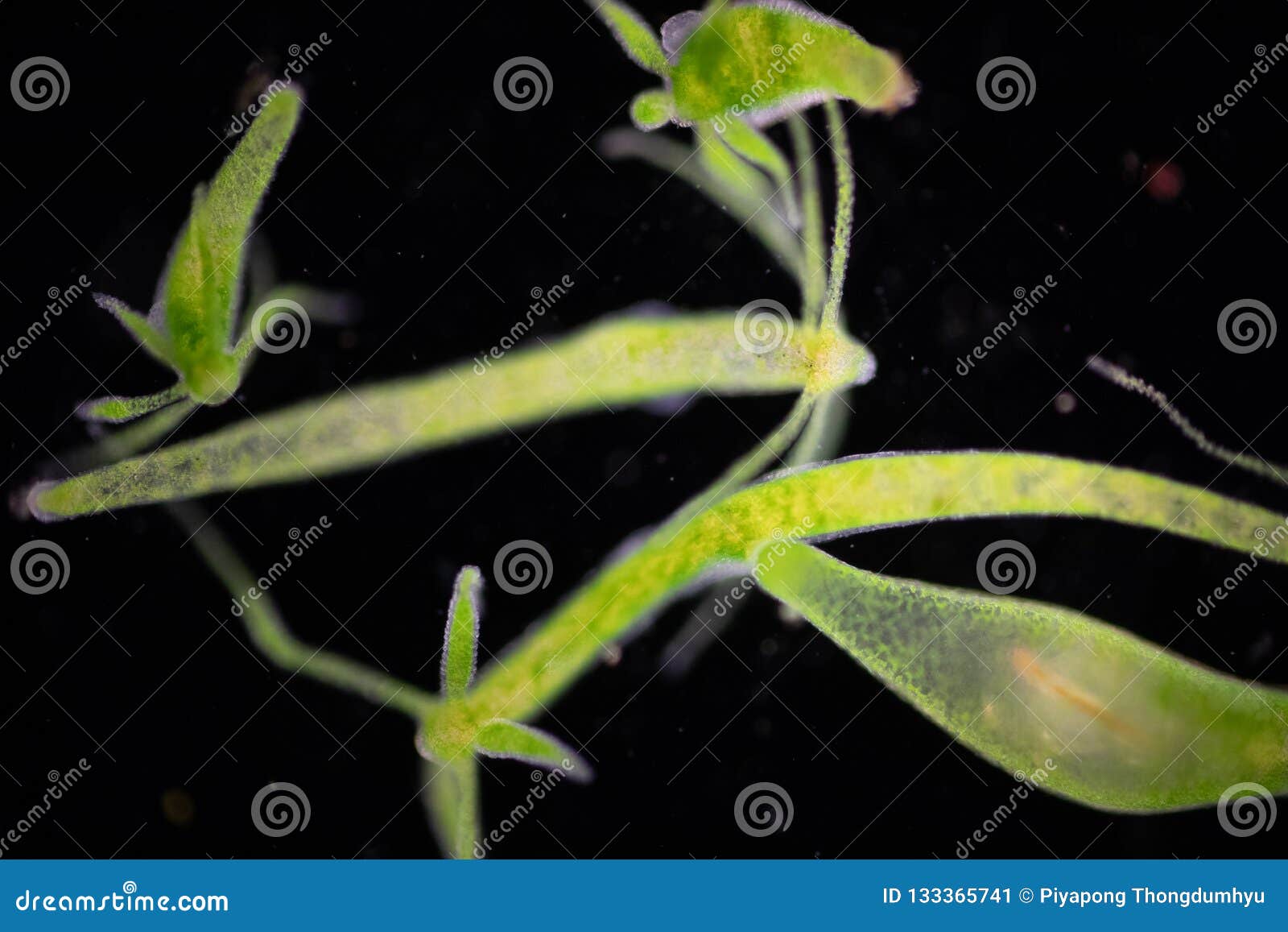 Hydra is a Genus of Small, Fresh-water Animals of the Phylum Cnidaria ...