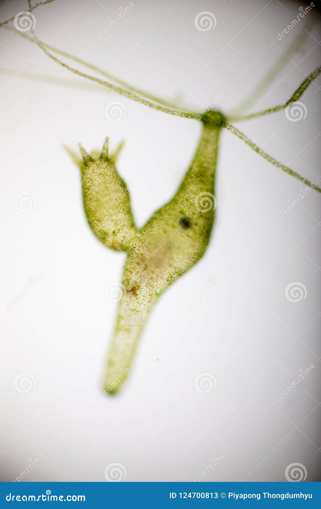 Hydra is a Genus of Small, Fresh-water Animals of the Phylum Cnidaria ...