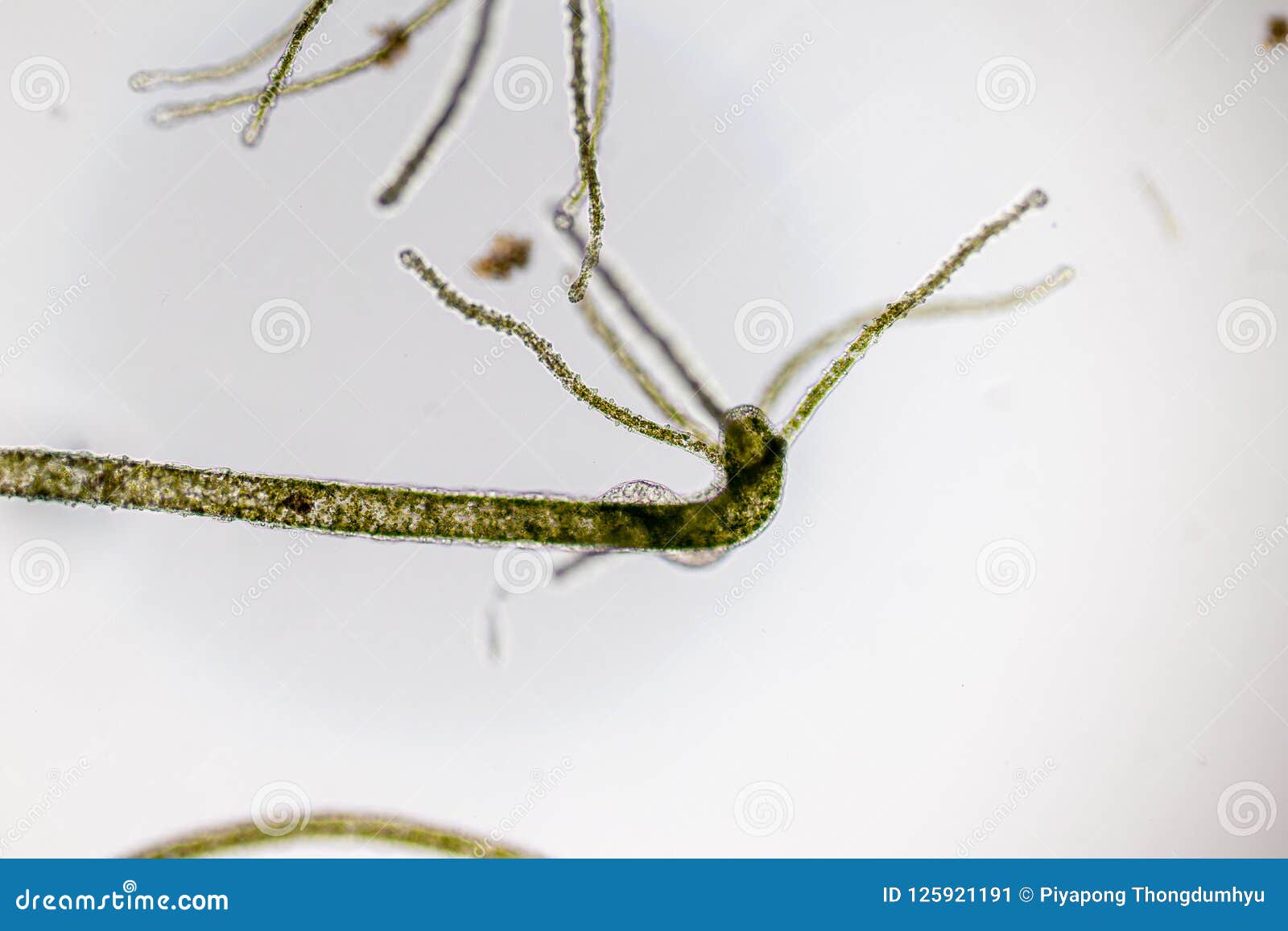 Hydra Biology Microscope