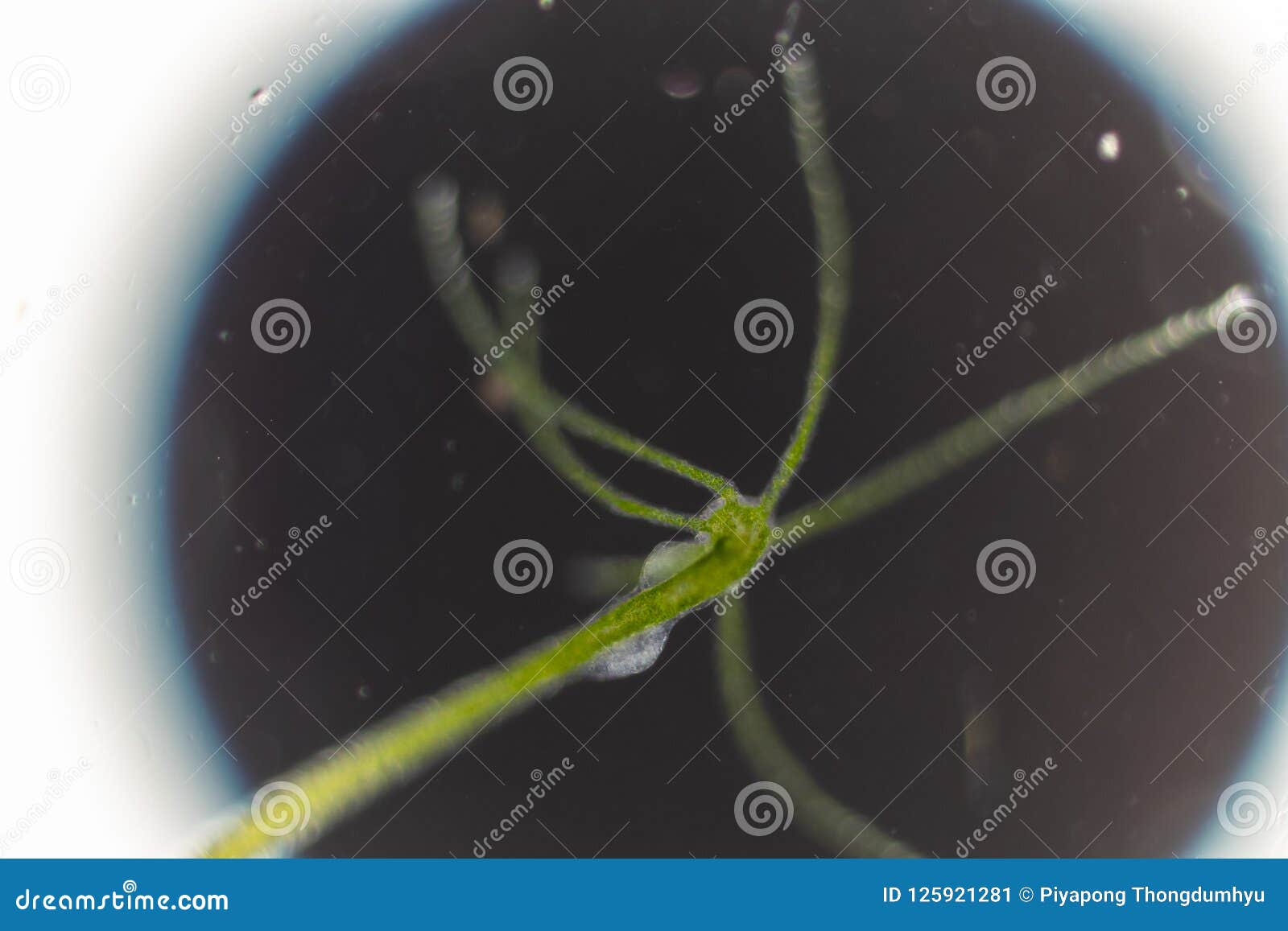 Hydra Under the Microscope for Education. Stock Image - Image of ...