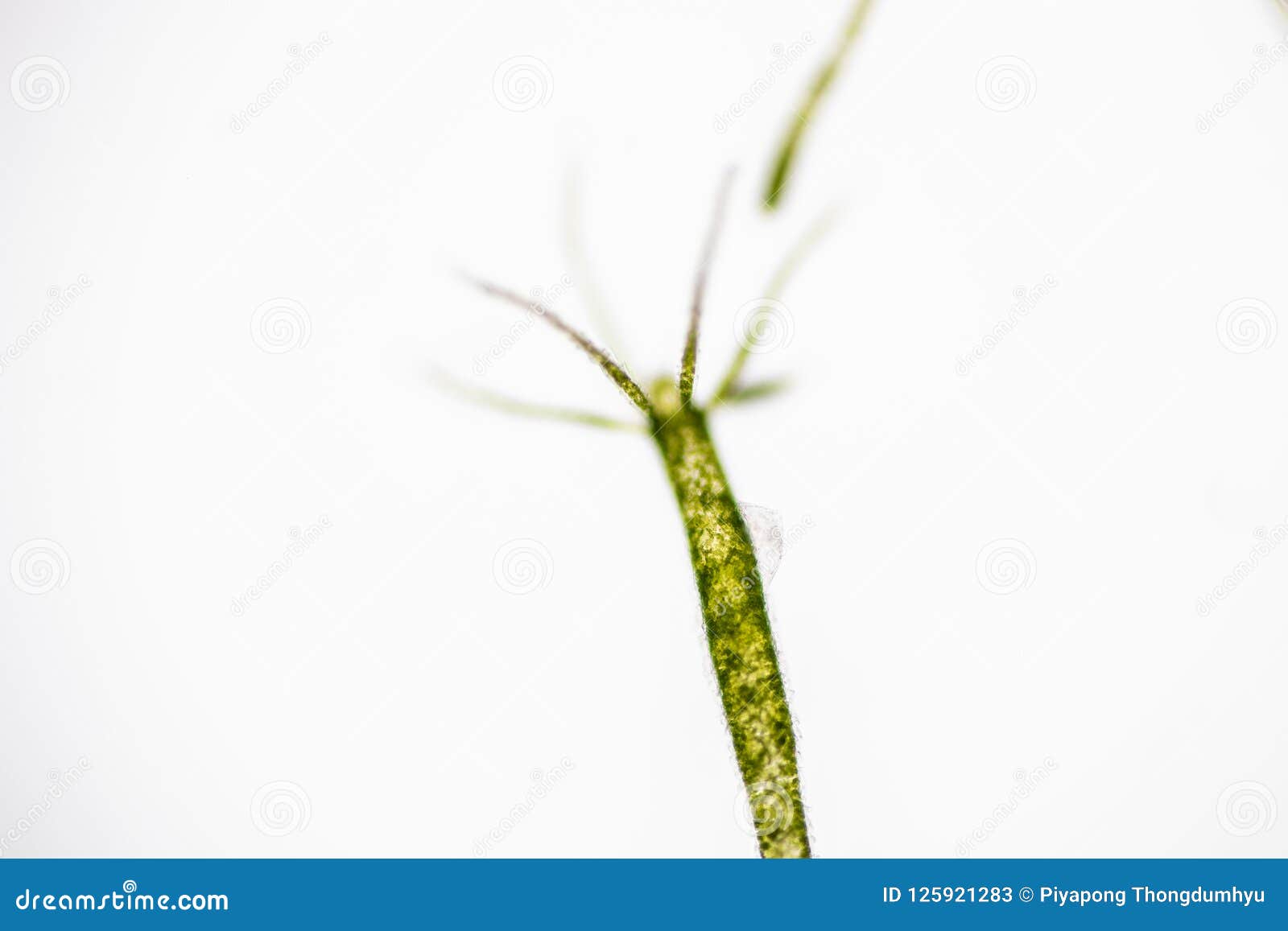 Hydra Under the Microscope for Education. Stock Image - Image of ...