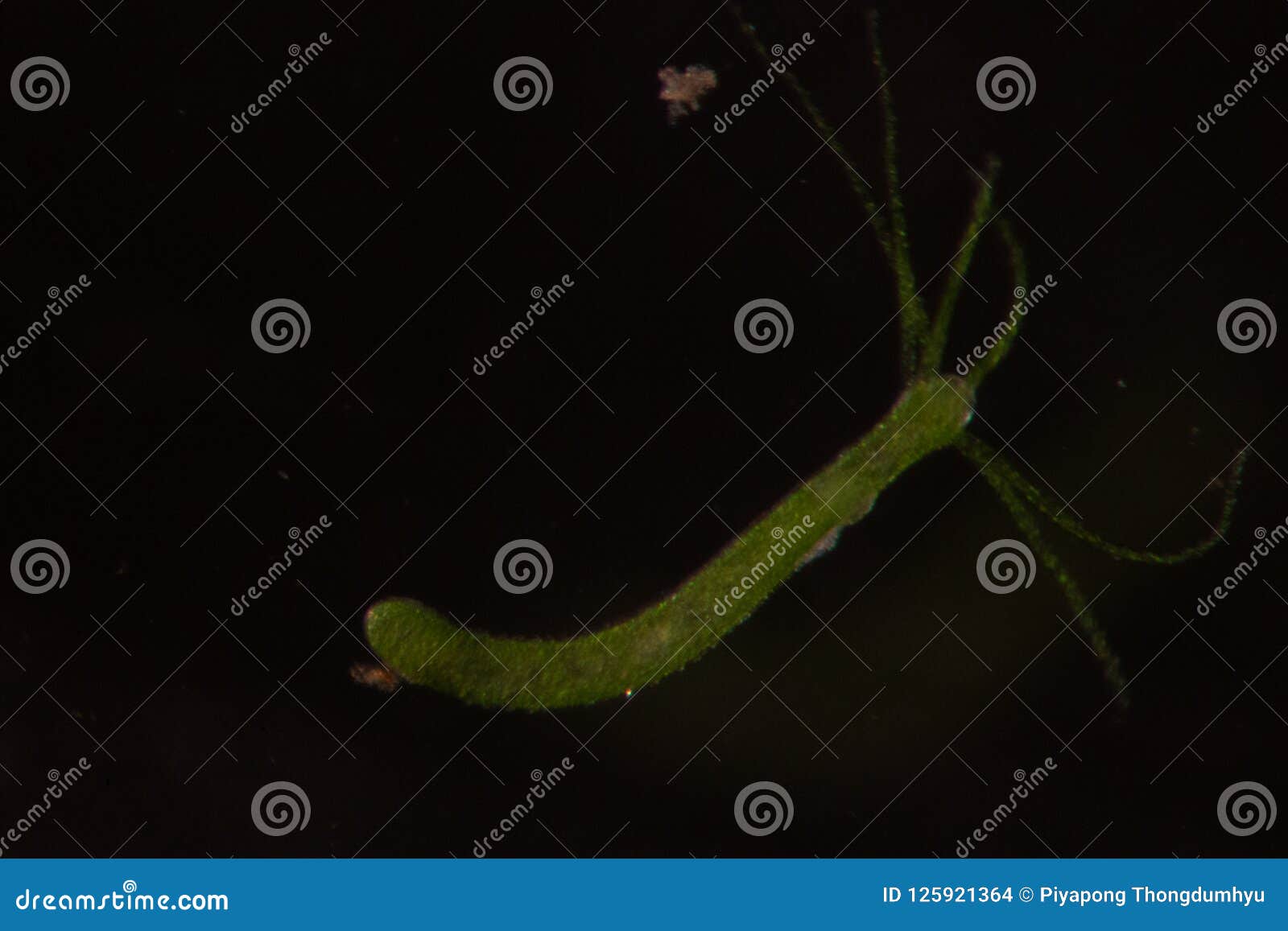Hydra Under the Microscope for Education. Stock Photo - Image of ...