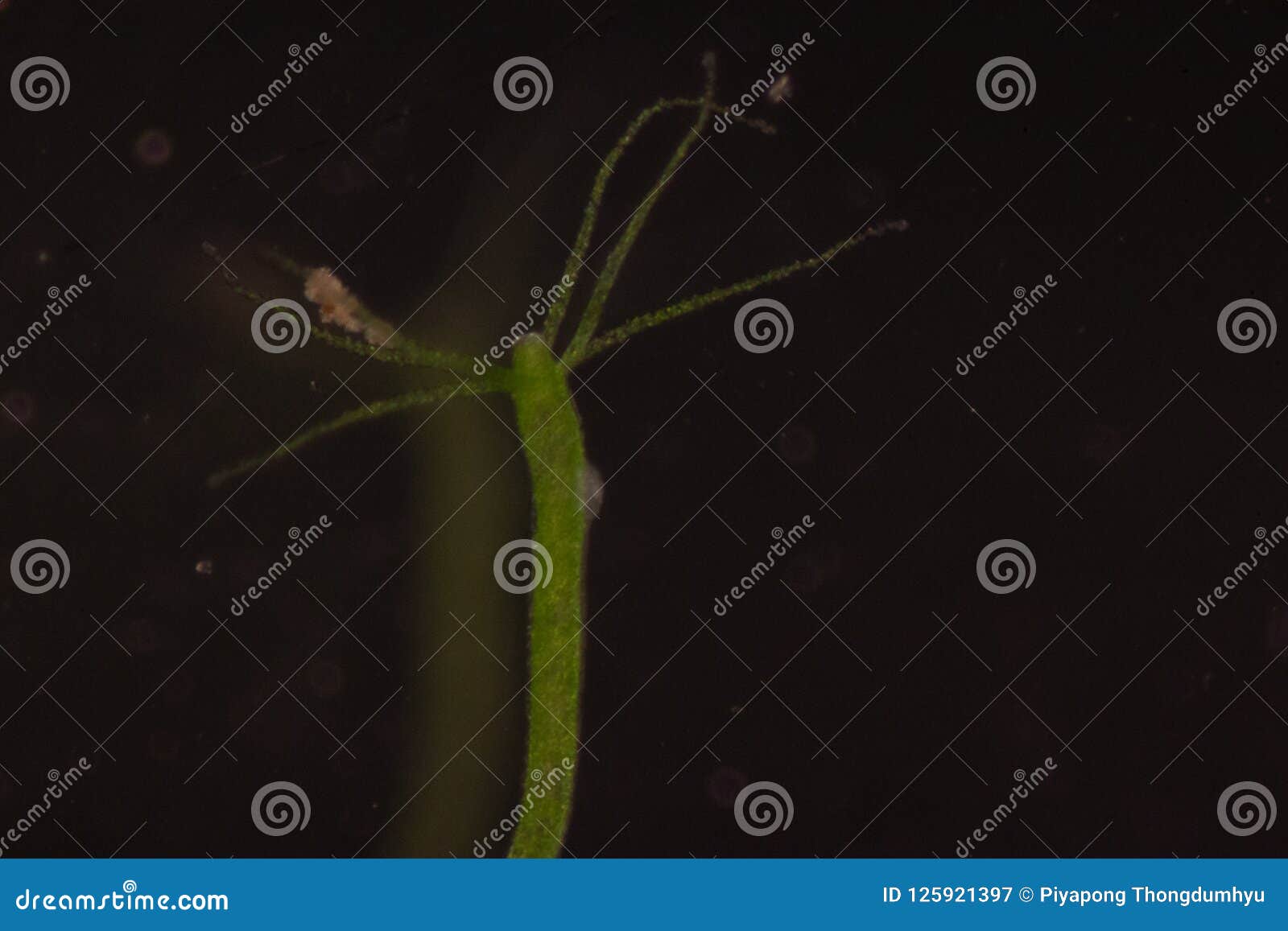 Hydra Under the Microscope for Education. Stock Image - Image of ...